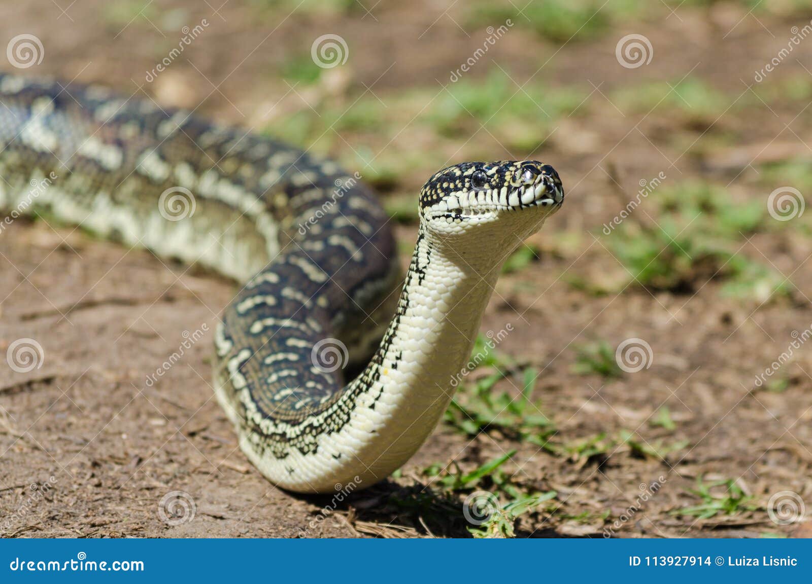 Serpente Australiana - Diamond Python Morelia Spilota Foto de Stock ...