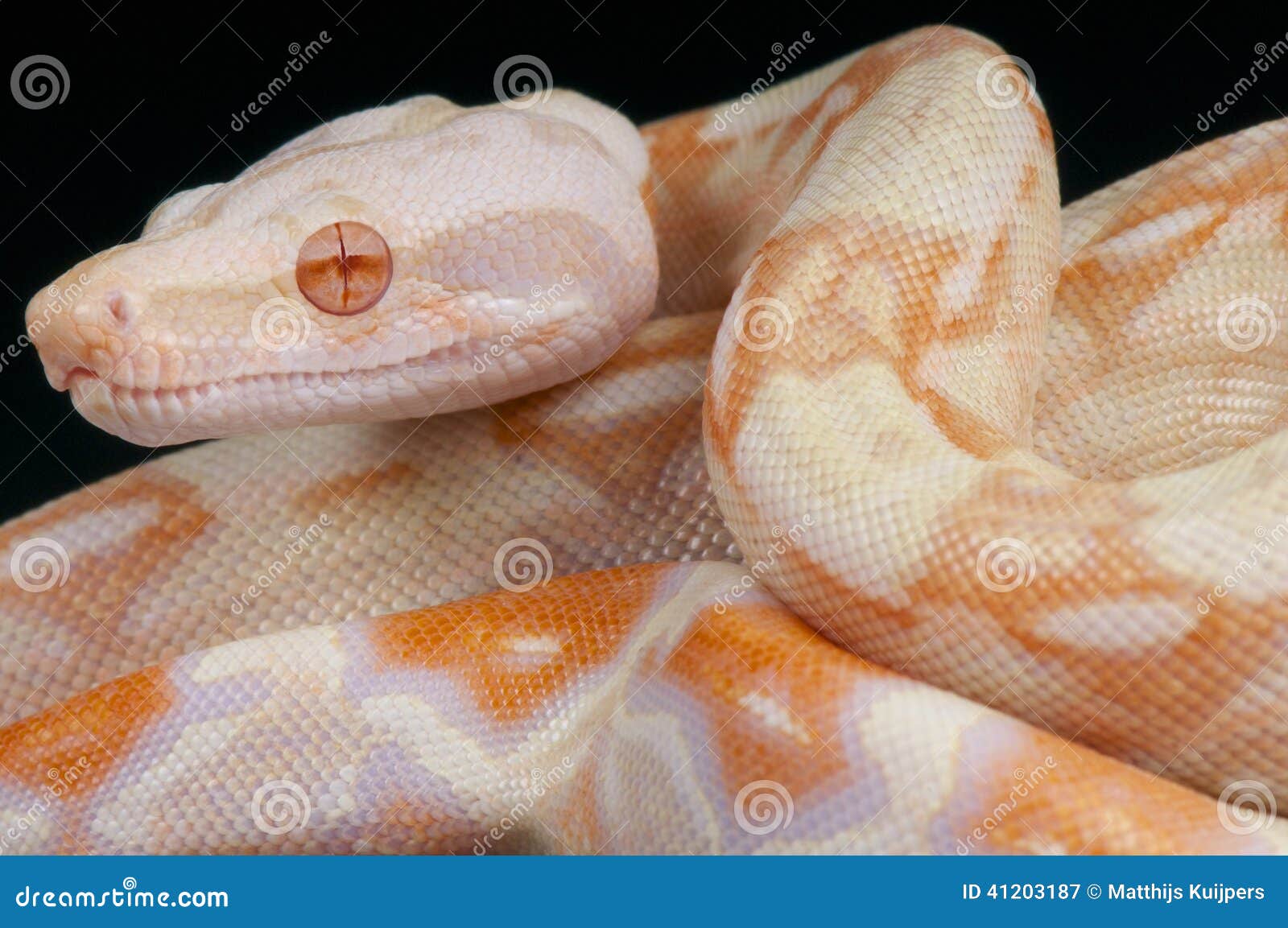 Serpente/boa Constrictor Dell'albino Immagine Stock - Immagine di ...