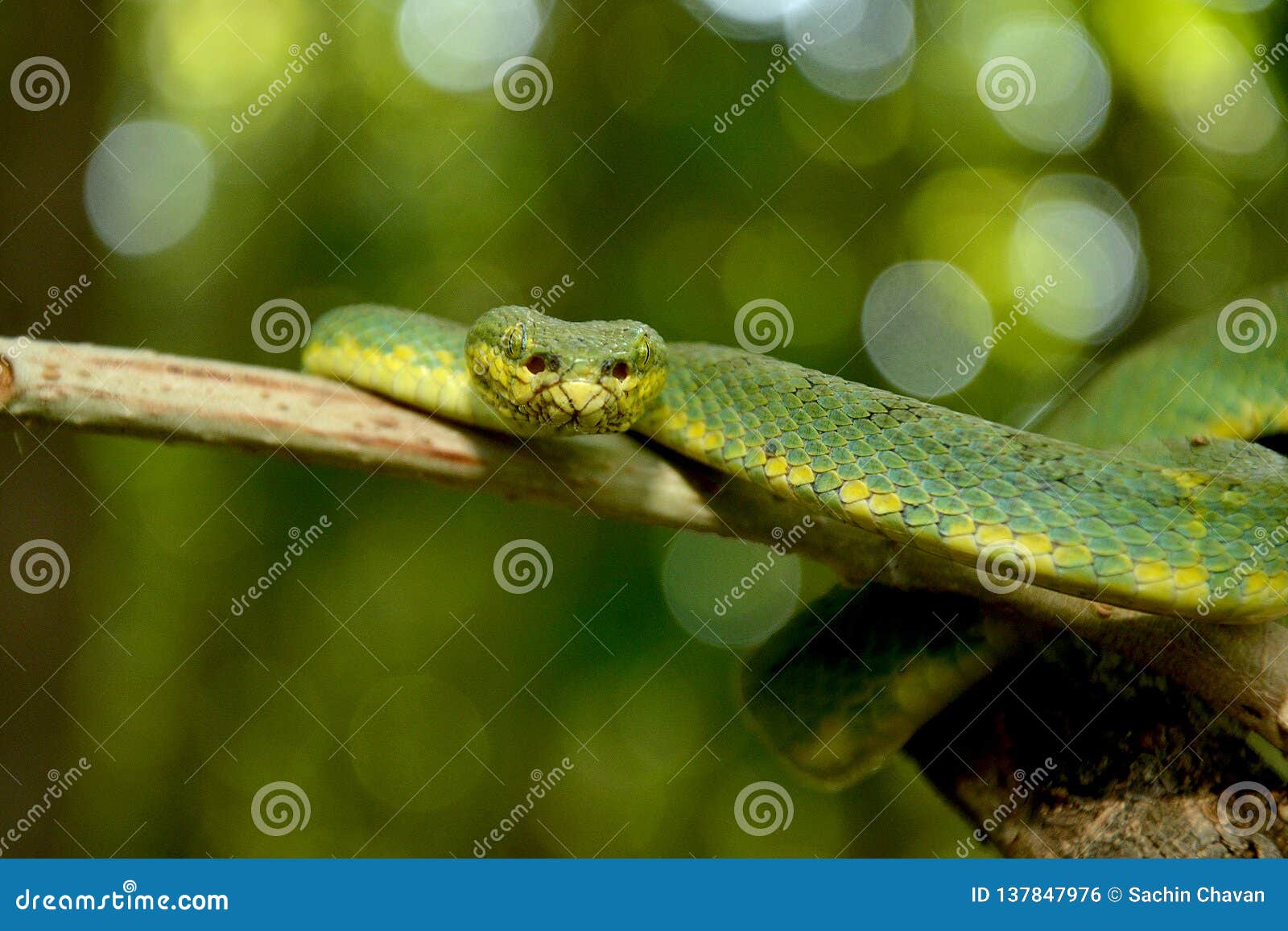 A Serpente Bonita Verde De Pit Viper Foto de Stock - Imagem de bonito ...