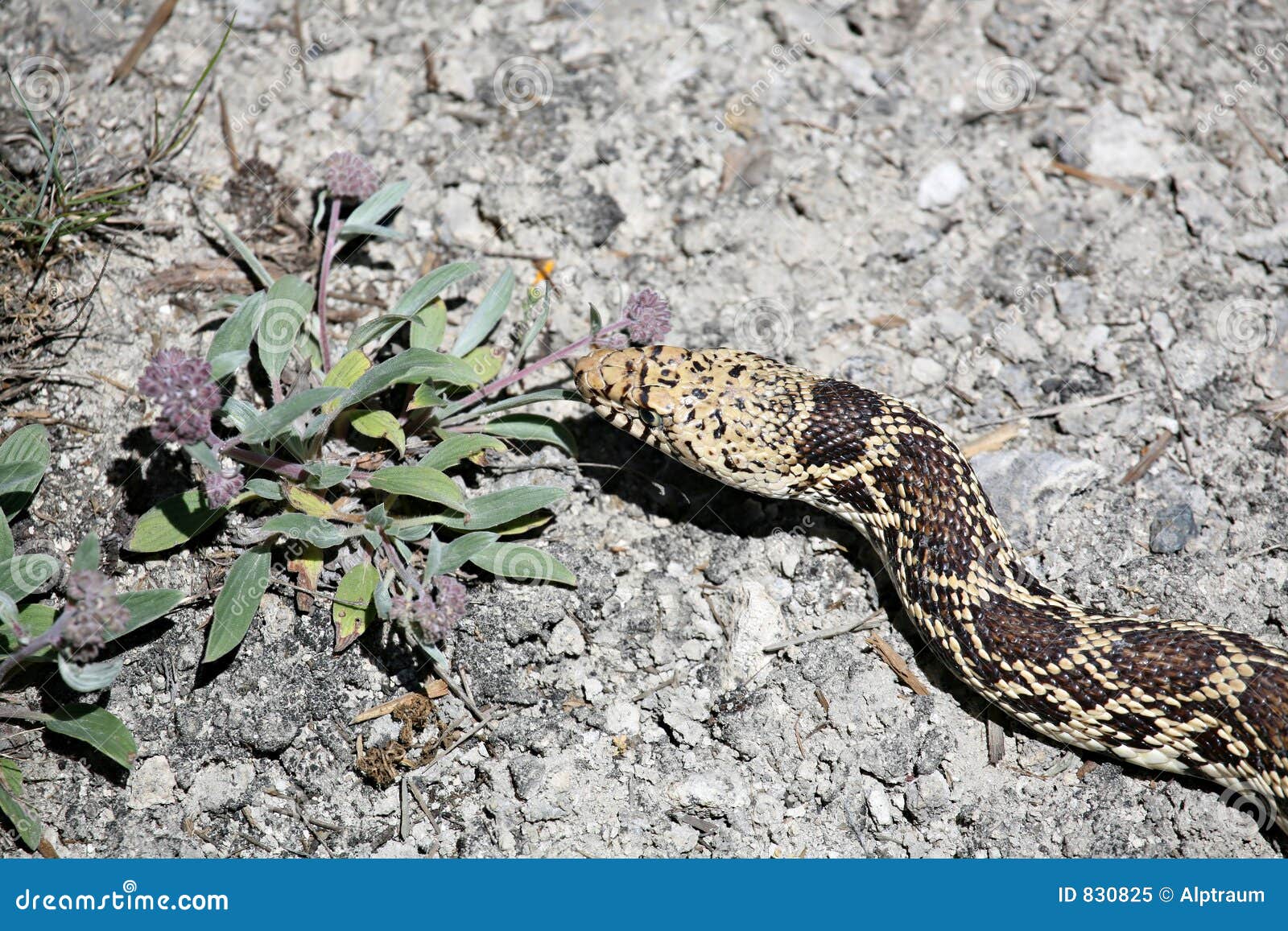 Serpente de Bull imagem de stock. Imagem de touro, serpente - 830825