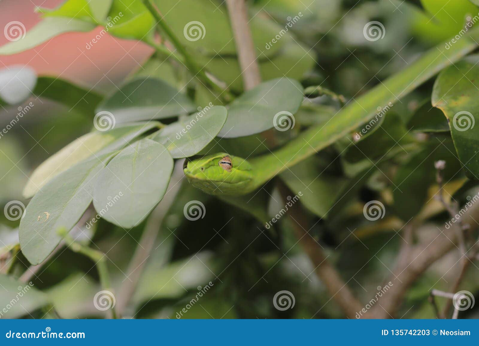Serpente De Chicote Oriental Ahaetulla Imagem de Stock - Imagem de ...