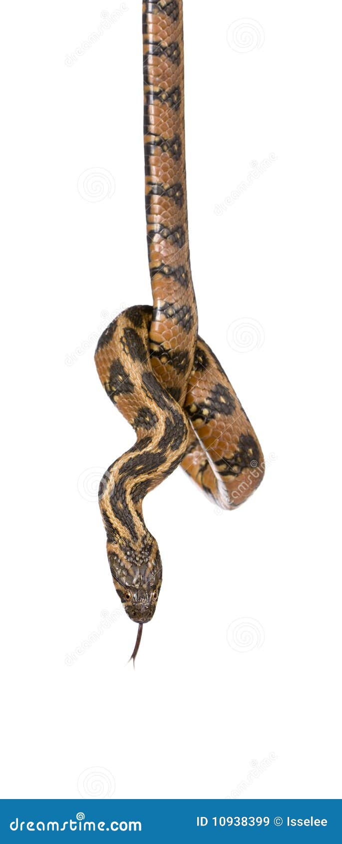 Serpente De Chicote Verde De Encontro Ao Fundo Branco Imagem de Stock ...