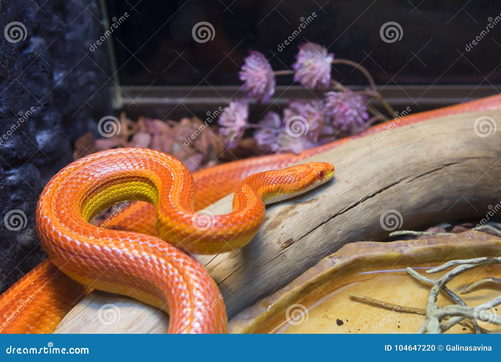 Serpente De Milho Cor Cor-de-rosa Foto de Stock - Imagem de animal ...