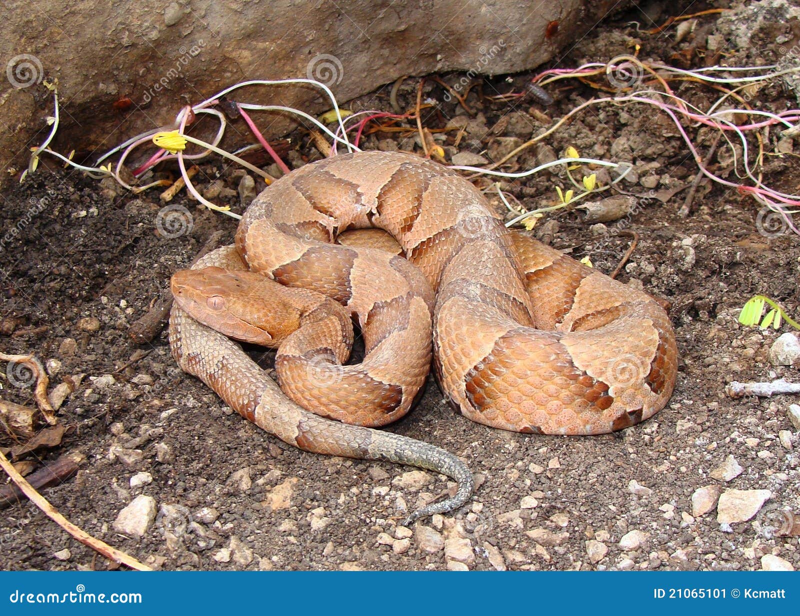 Serpente Del Osage Copperhead, Contortrix Del Agkistrodon Immagine ...
