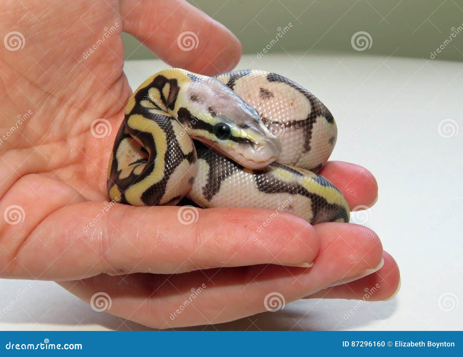 Serpente Del Pitone Reale/reale Bambino Fotografia Stock - Immagine di ...