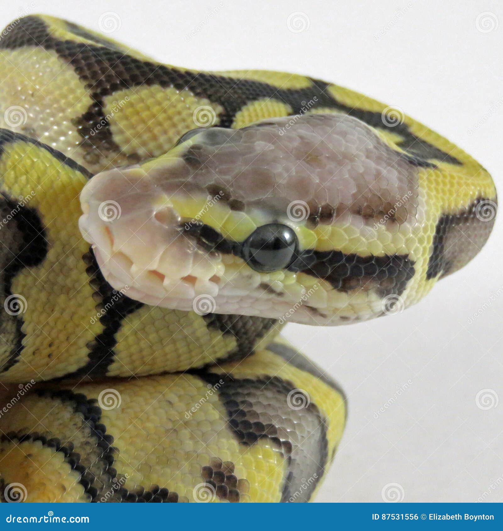 Serpente Del Pitone Reale/reale Bambino Fotografia Stock - Immagine di ...