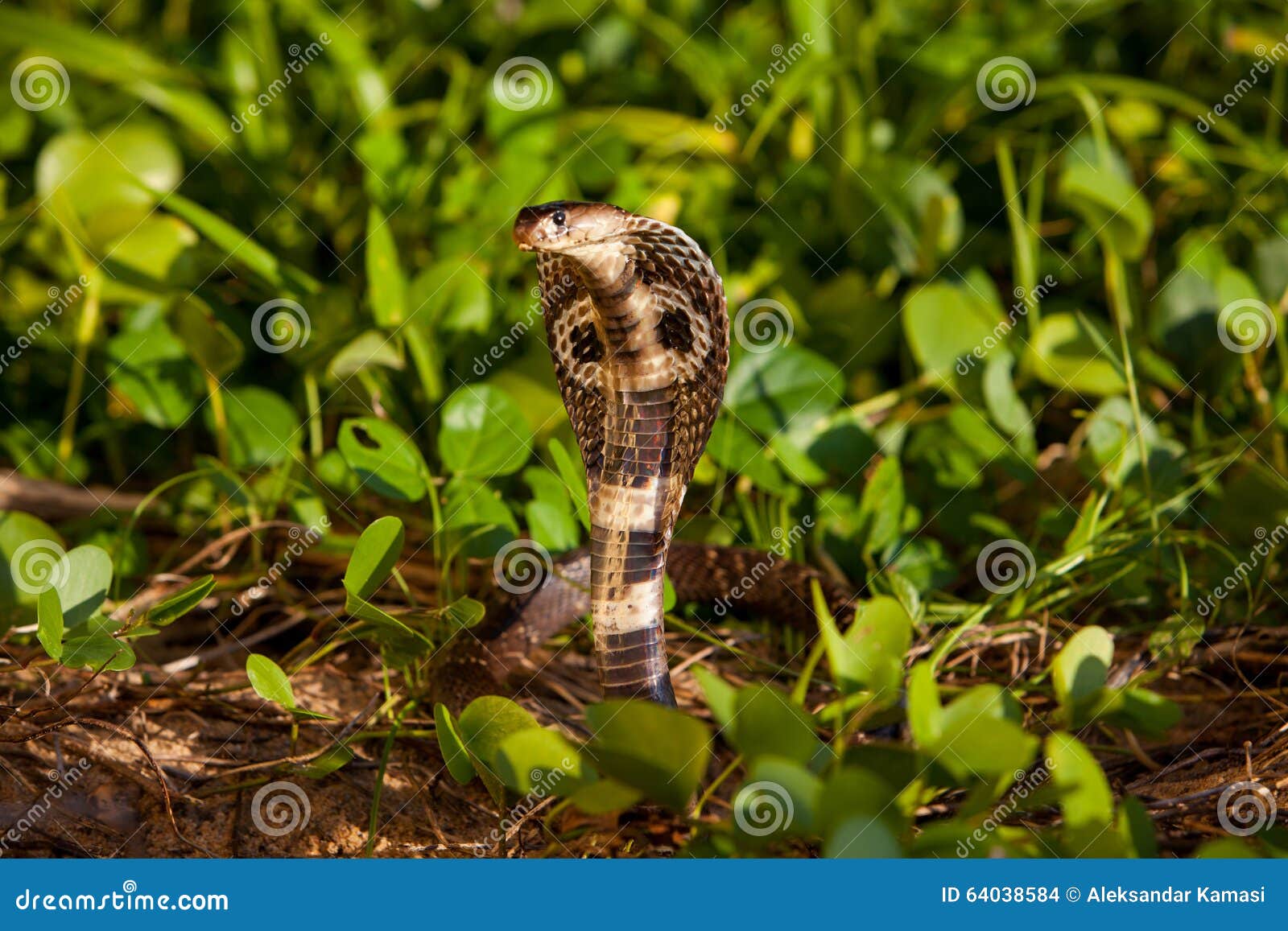 Serpente Della Cobra in Habitat Naturali Fotografia Stock - Immagine di ...