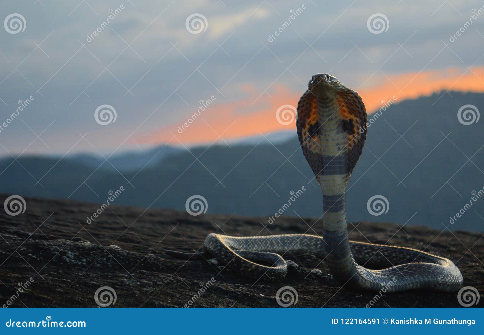 Serpente Della Cobra Indiana Nello Sri Lanka Immagine Stock - Immagine ...