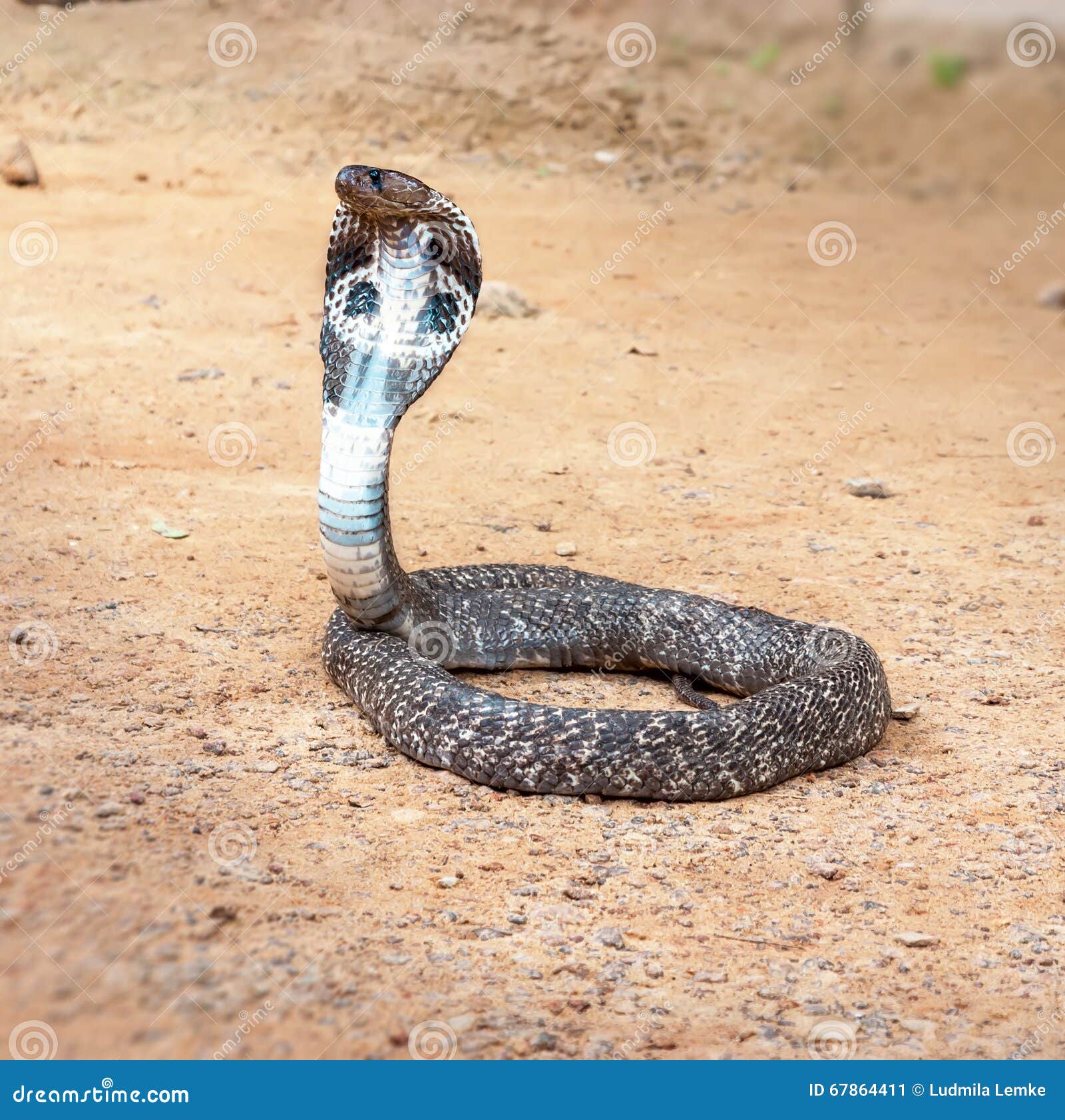 Cobra Reale Egiziano