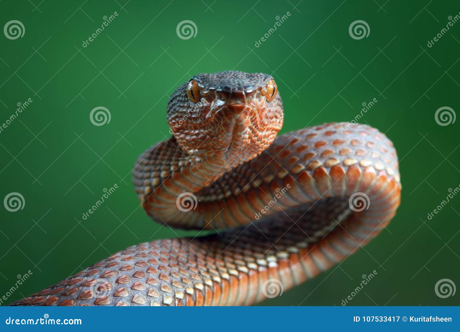 Serpente Della Vipera, Serpente Della Vipera Della Mangrovia, Serpente ...