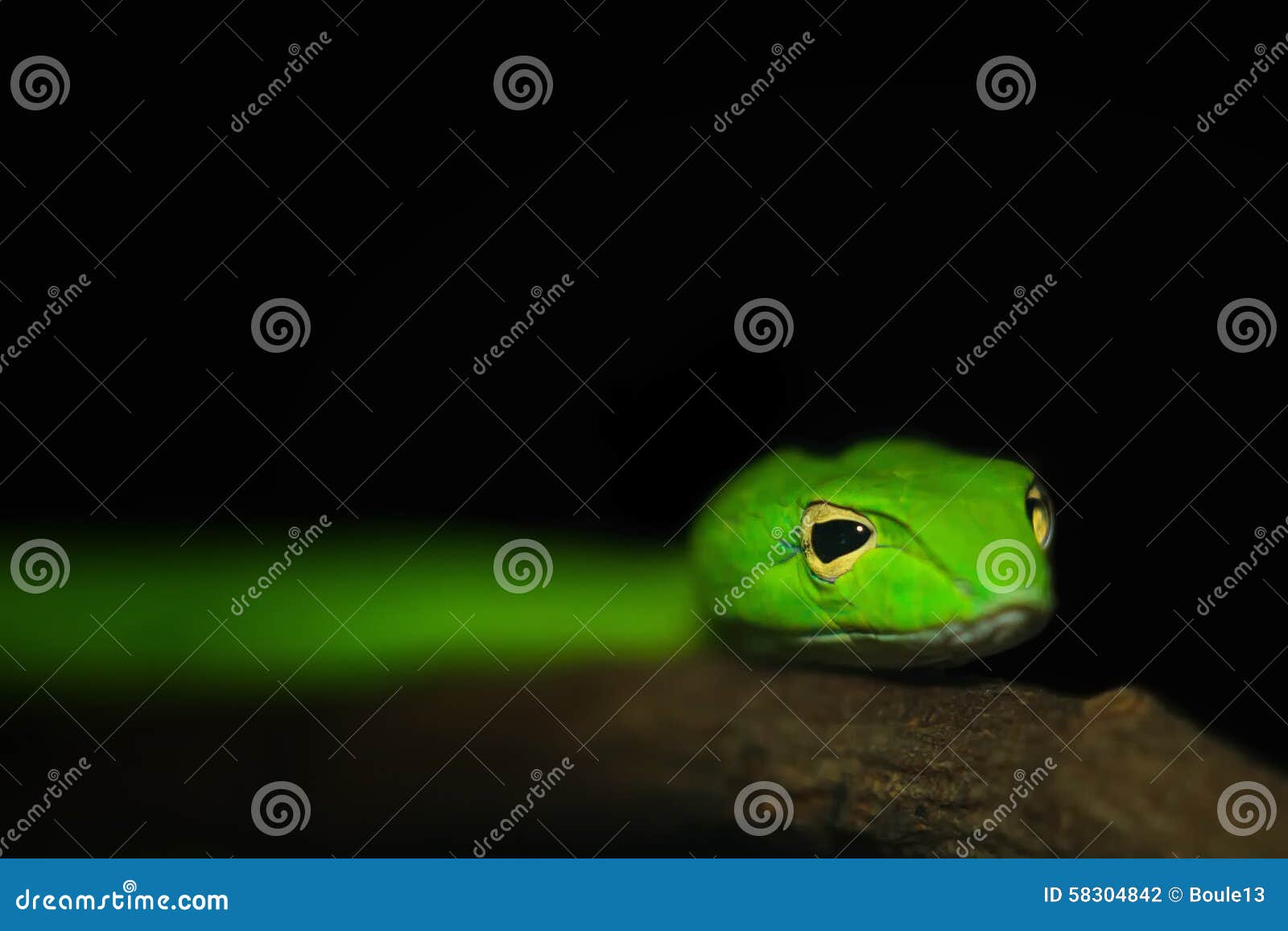 Serpente Di Frusta Orientale, Vipera Verde Dal Borneo Fotografia Stock ...