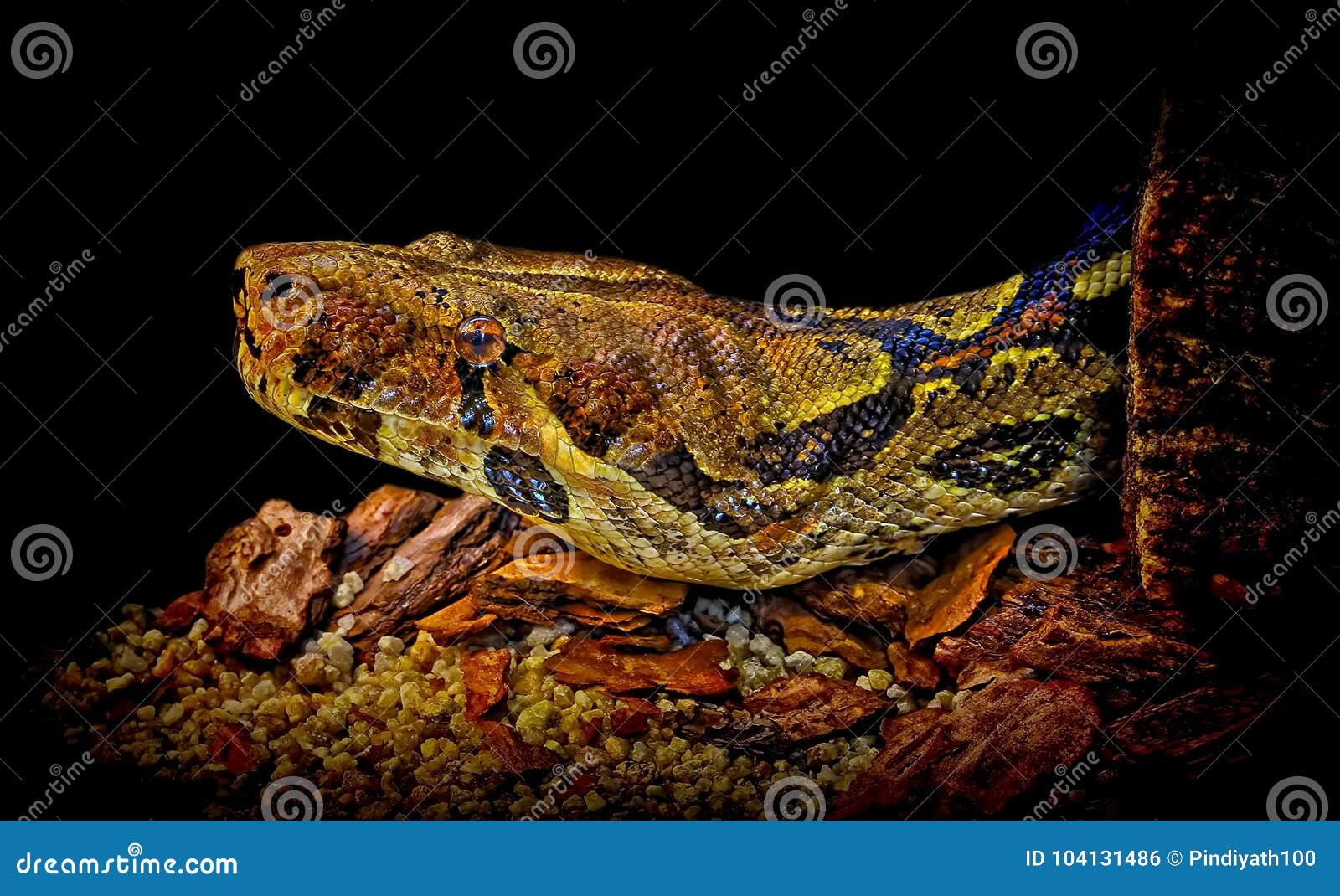 Serpente Do Constrictor De Boa Foto de Stock - Imagem de condicionador ...