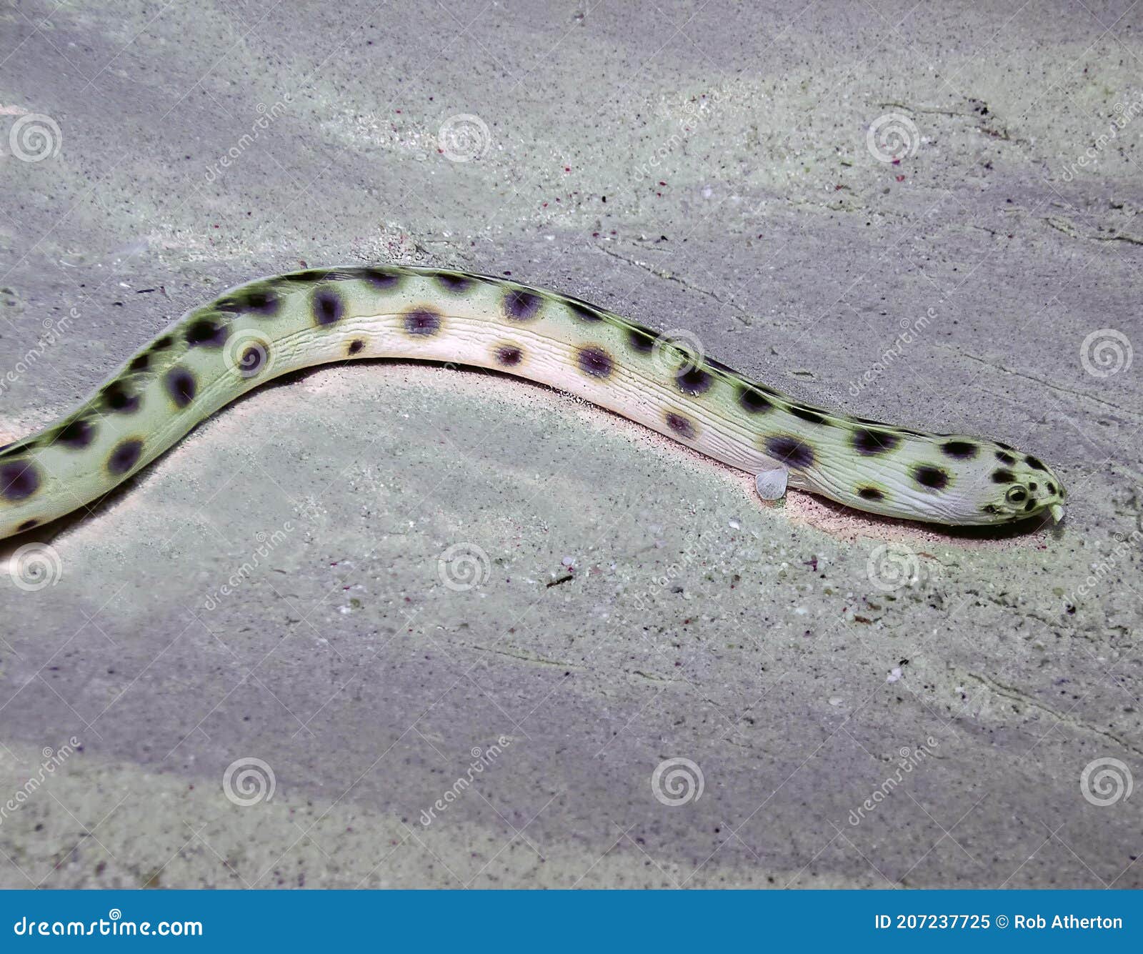 Serpente-serpente Eel Ophichthus Imagem de Stock - Imagem de leste ...