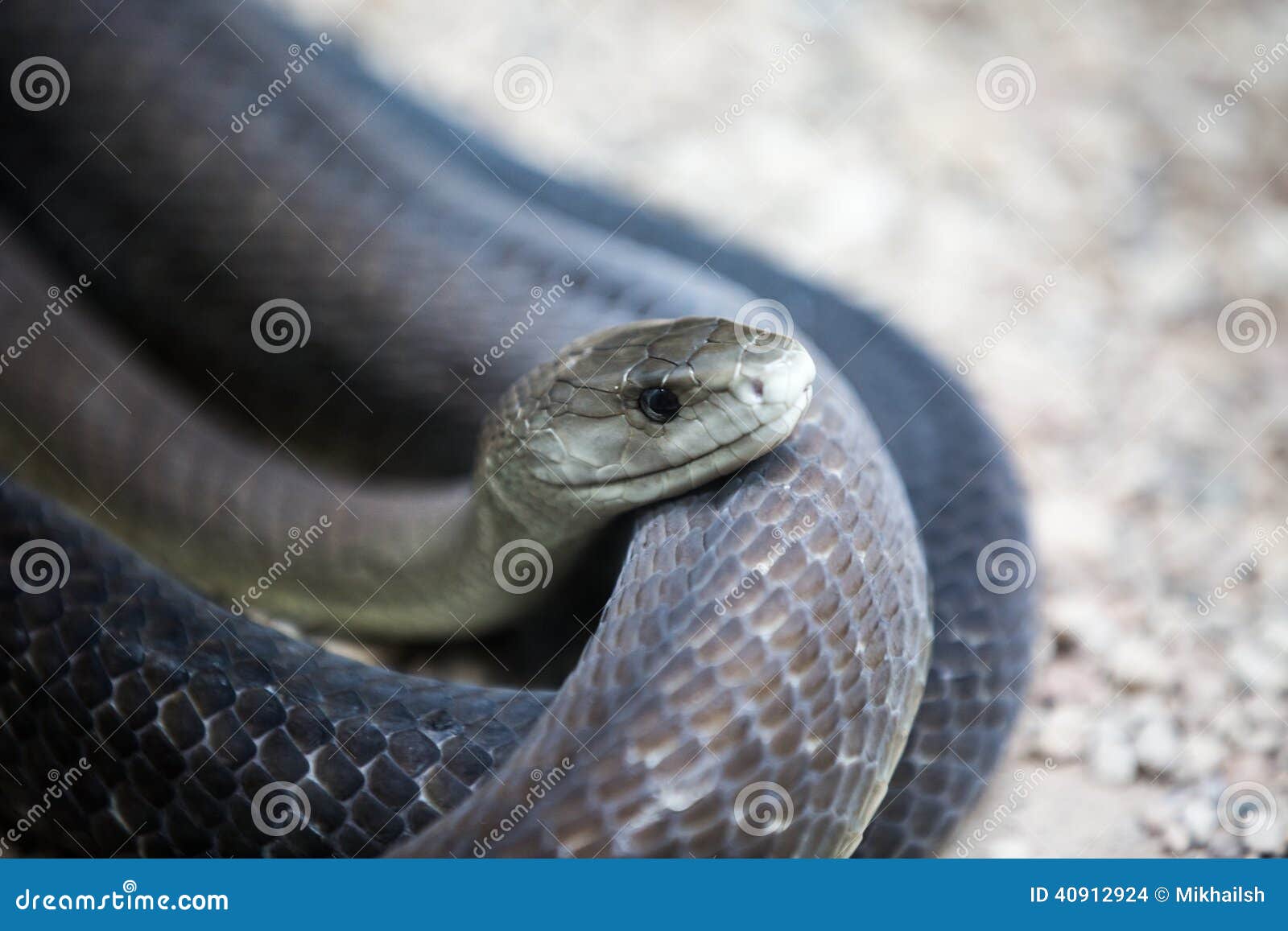 Serpente Enrolado Da Mamba Preta Foto de Stock - Imagem de serpente ...