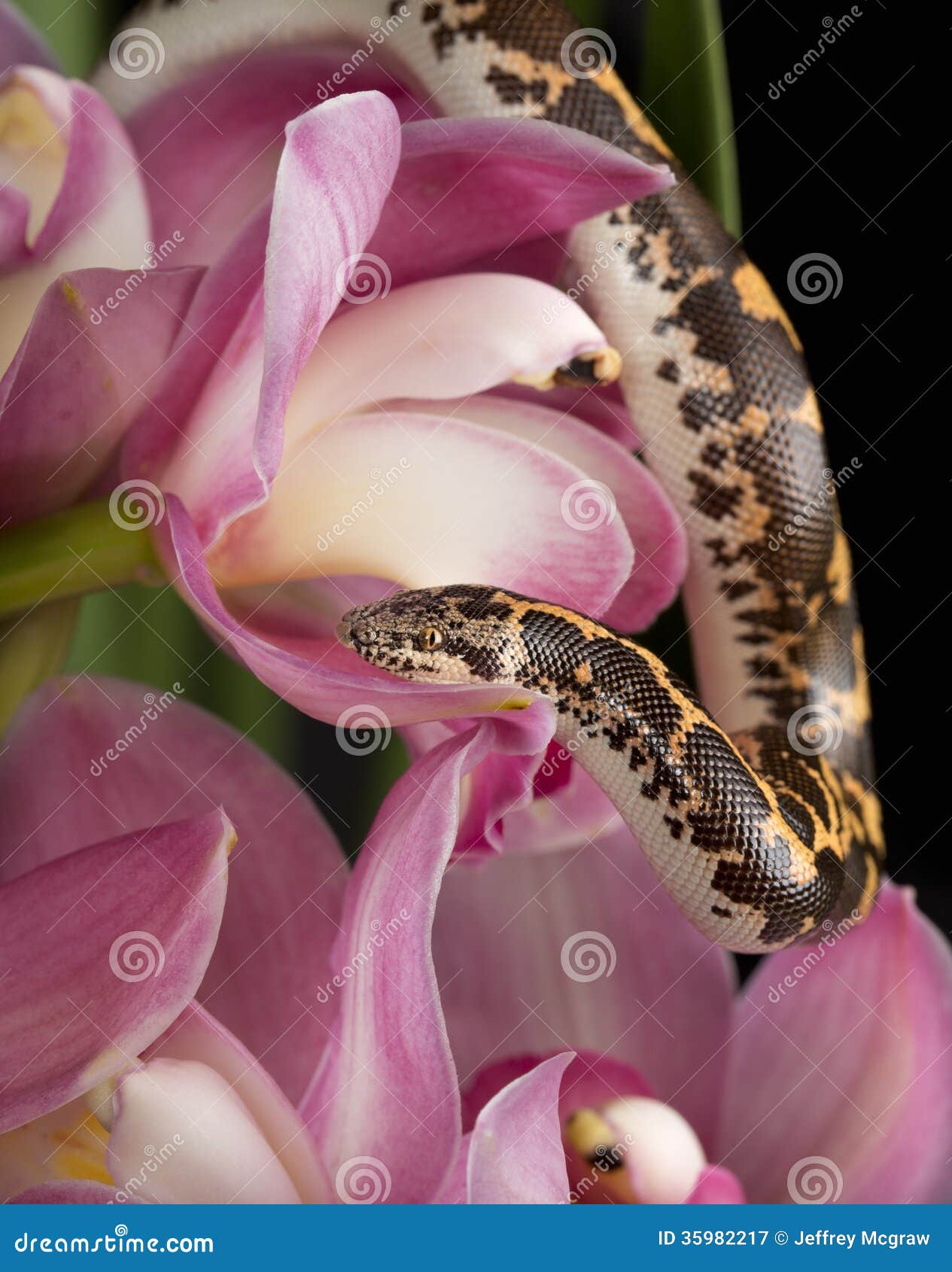 Serpente nas flores imagem de stock. Imagem de pets, areia - 35982217