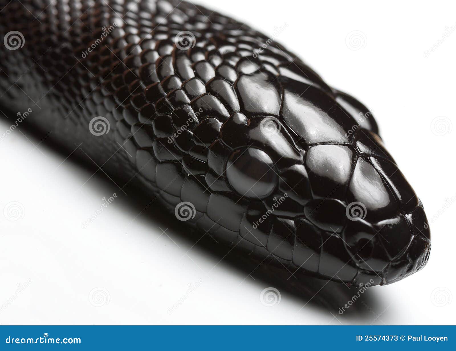 Serpente nero immagine stock. Immagine di serpentina - 25574373