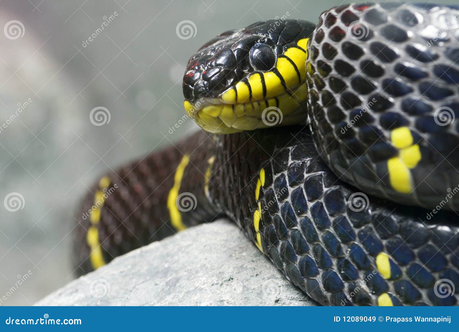 Serpente Nero E Giallo Variopinto Immagine Stock - Immagine di allarme ...