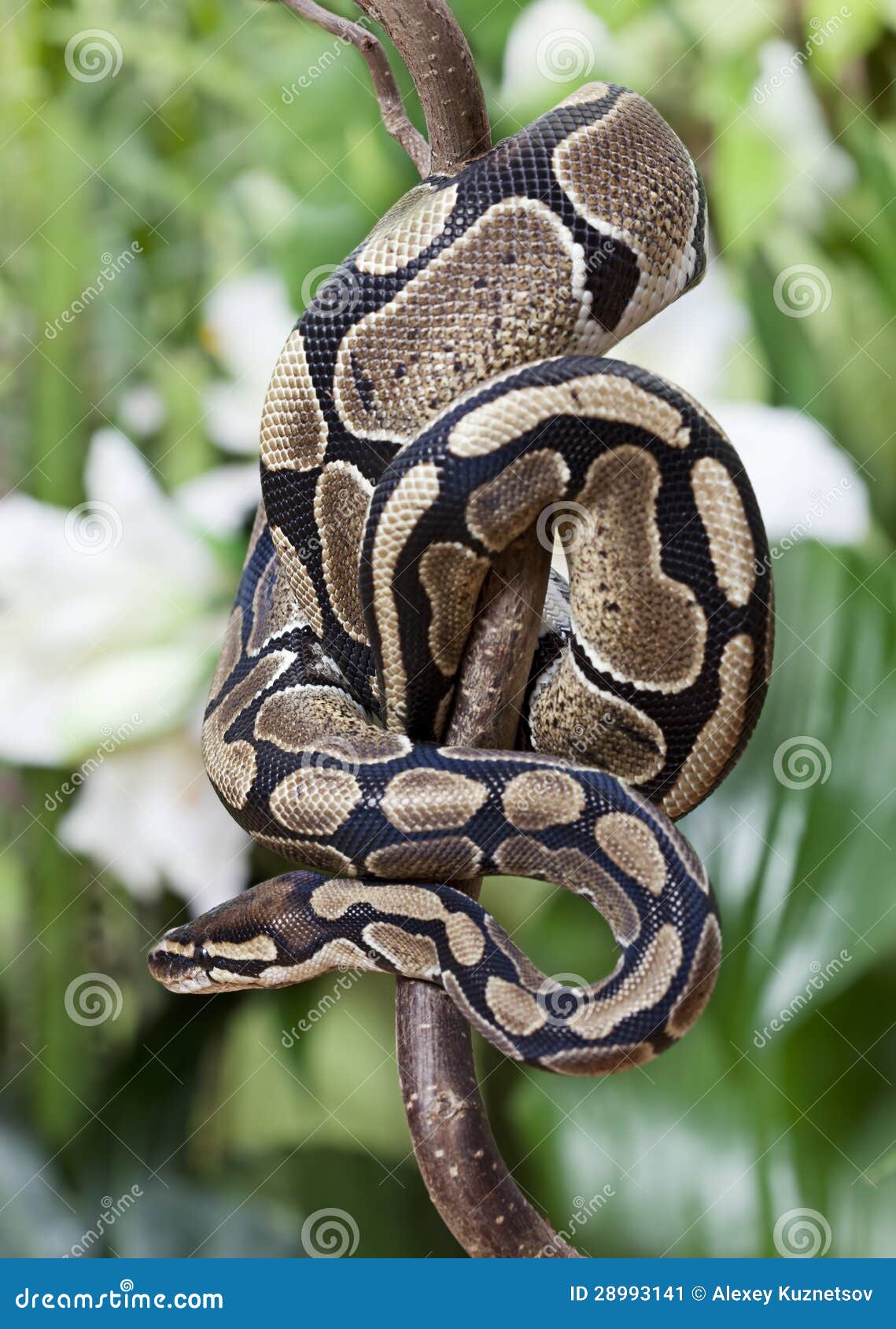 Serpente reale del pitone immagine stock. Immagine di contorcasi - 28993141