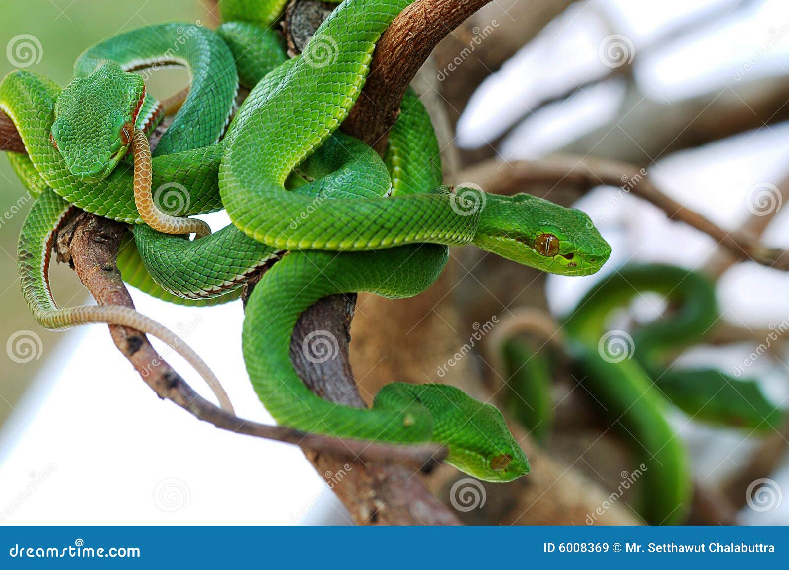 SERPENTE VERDE imagem de stock. Imagem de borrado, animal - 6008369
