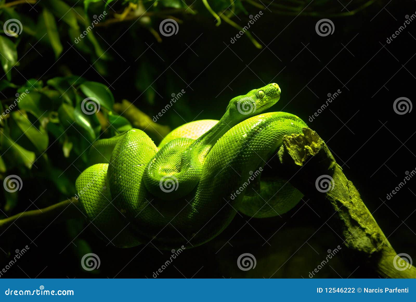 Serpente verde del boa fotografia stock. Immagine di serpente - 12546222