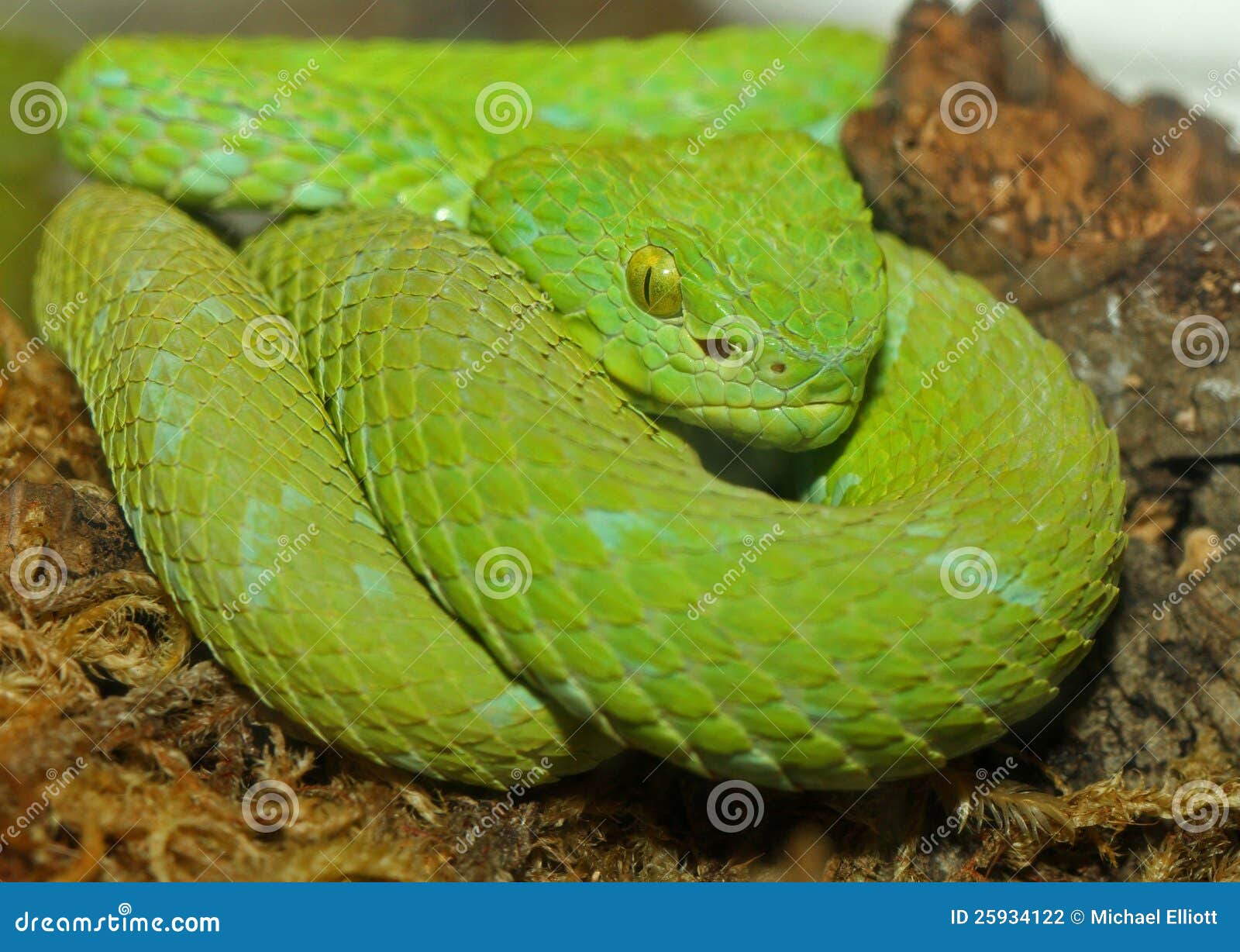 Serpente Verde Della Vipera Dell'albero Fotografia Stock - Immagine di ...