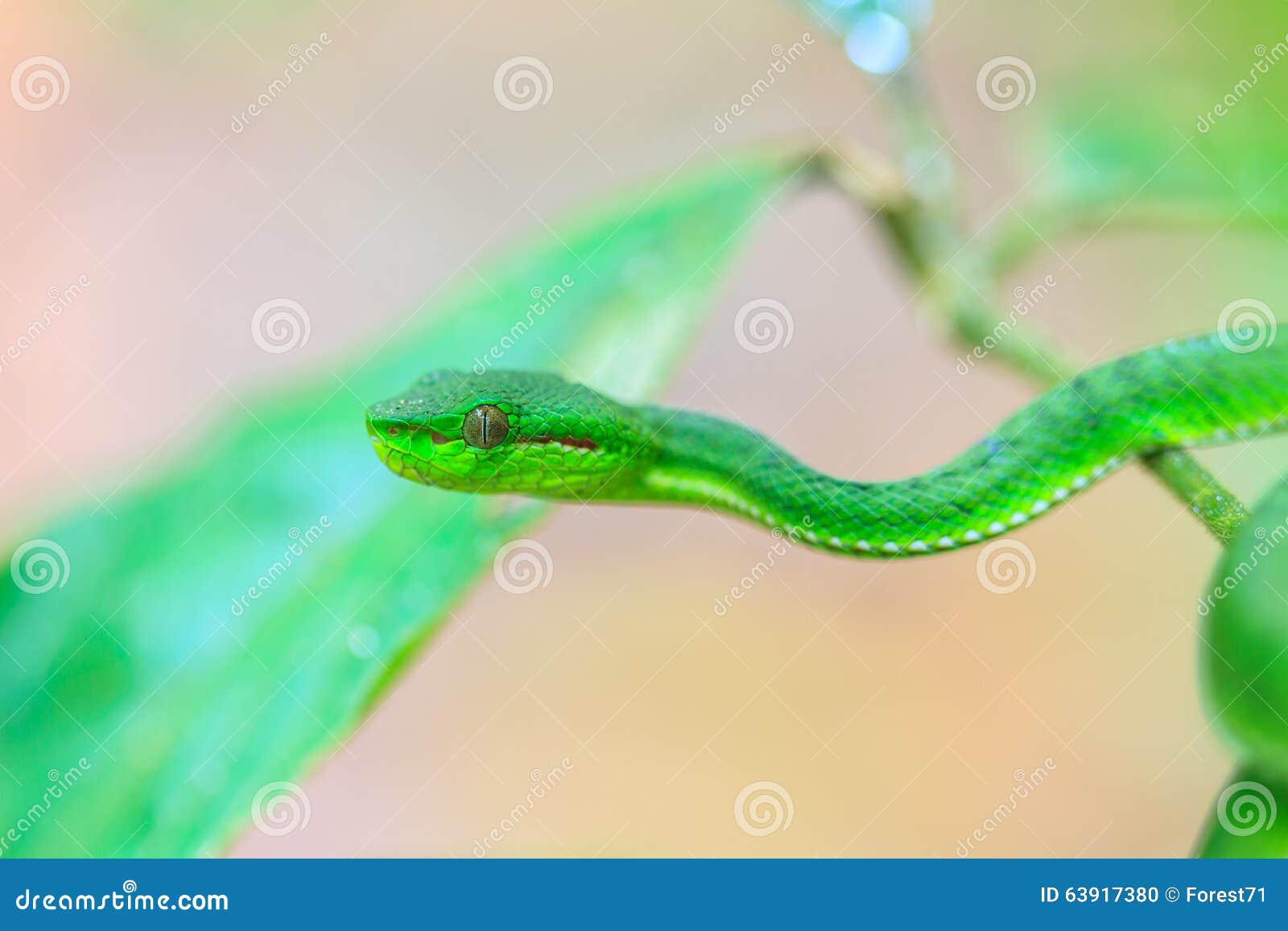 Serpente Verde Della Vipera Di Pozzo Fotografia Stock - Immagine di ...