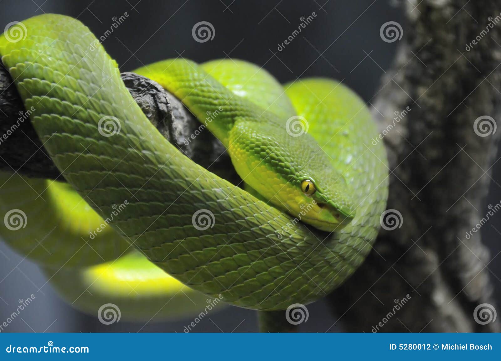 Serpente Verde Della Vipera Di Pozzo Dell'albero Fotografia Stock ...