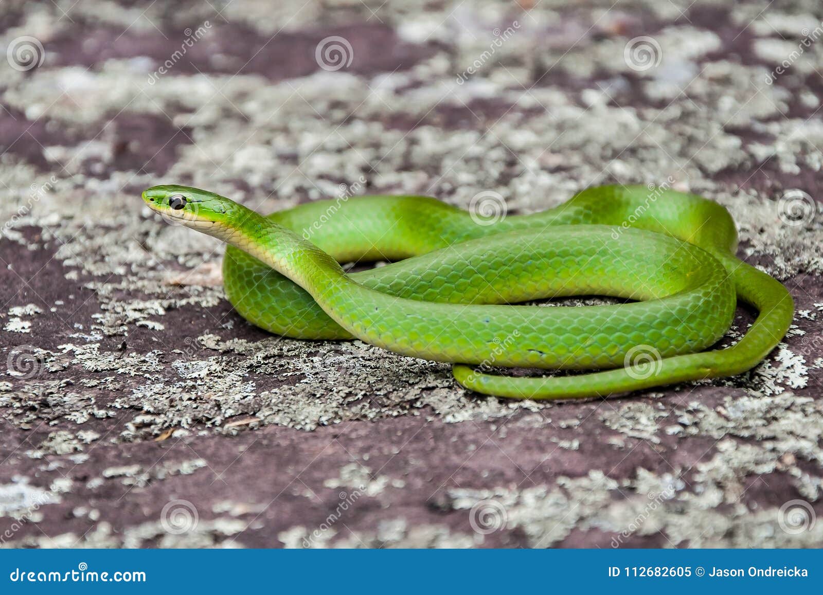 Serpente verde liscio immagine stock. Immagine di biologia - 112682605