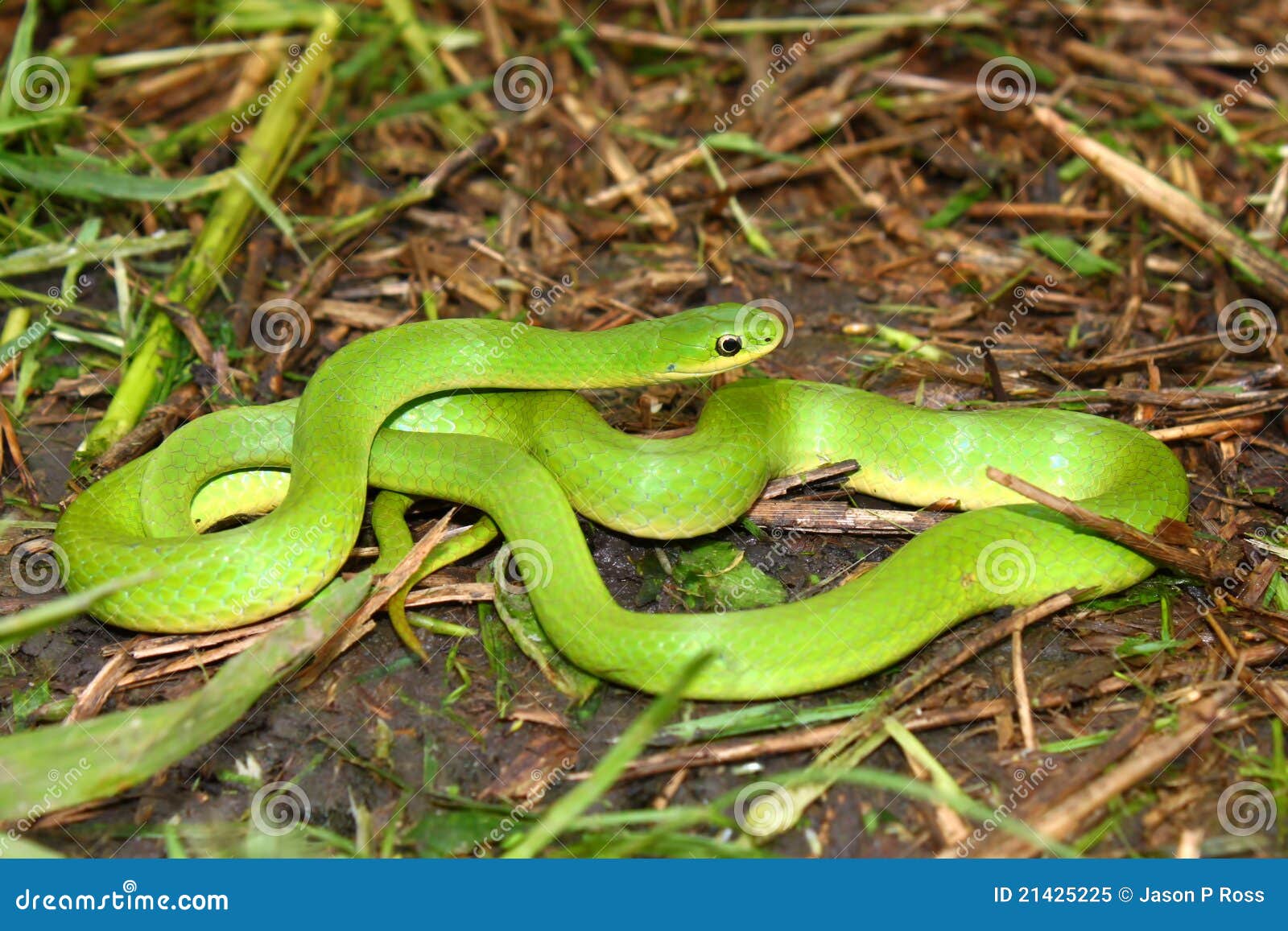 Serpente Verde Liscio (vernalis Del Opheodrys) Immagine Stock ...