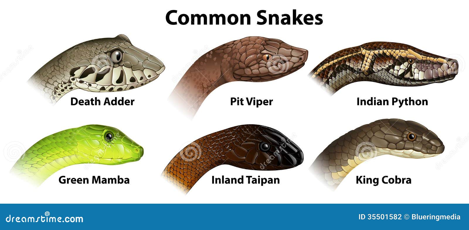 Serpents communs illustration de vecteur. Illustration du serpent ...