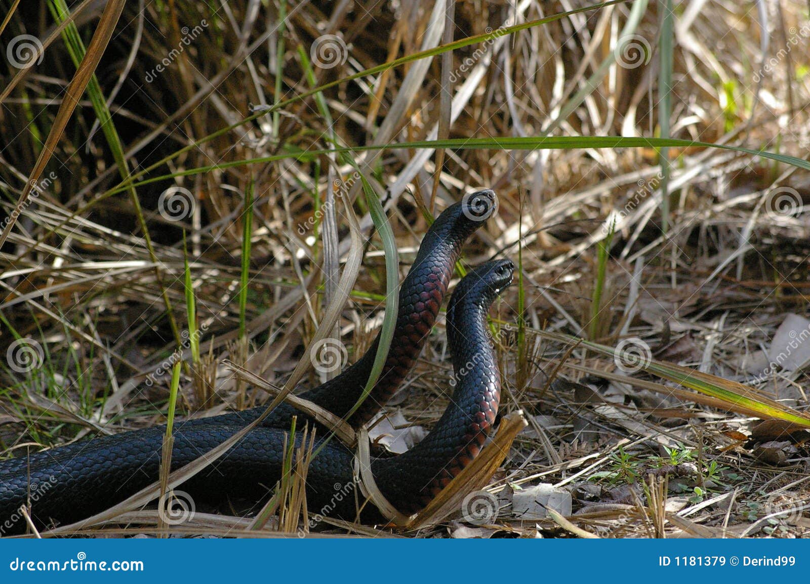 Serpents de accouplement image stock. Image du crocs, sauvage - 1181379