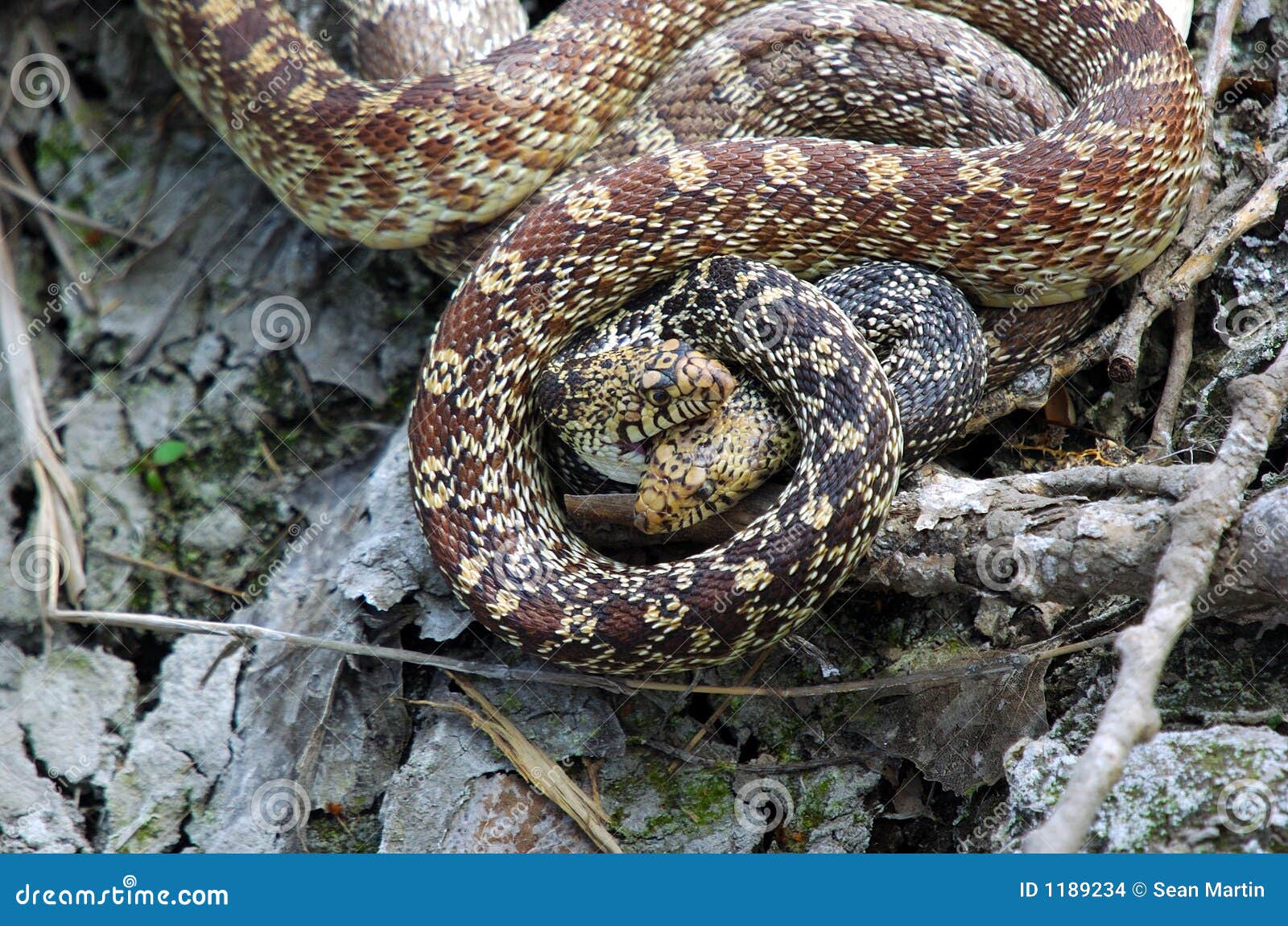 Serpents De Bull De Accouplement Photo stock - Image du dégagements ...