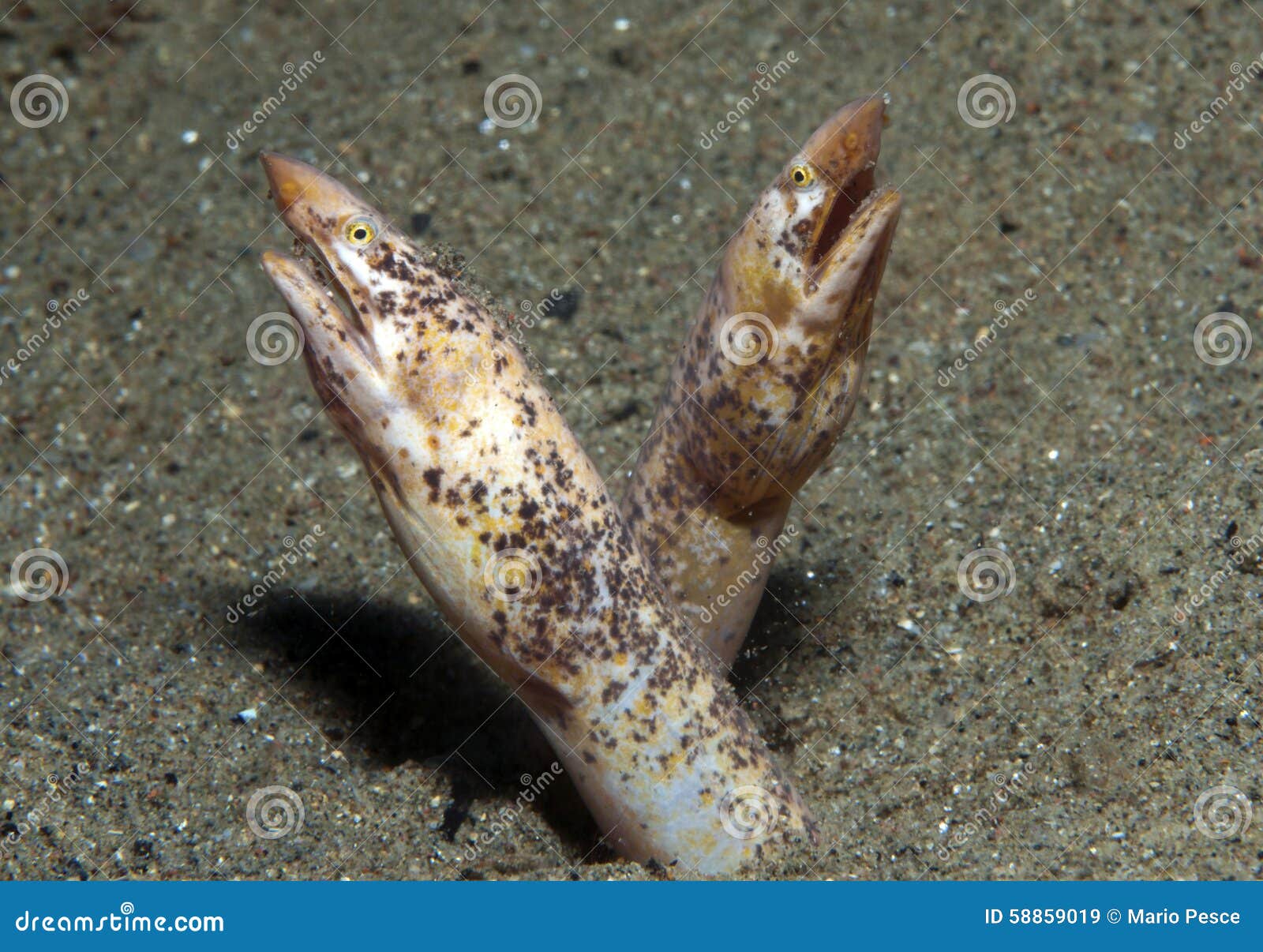 Serpents de mer image stock. Image du bleu, marin, maison - 58859019