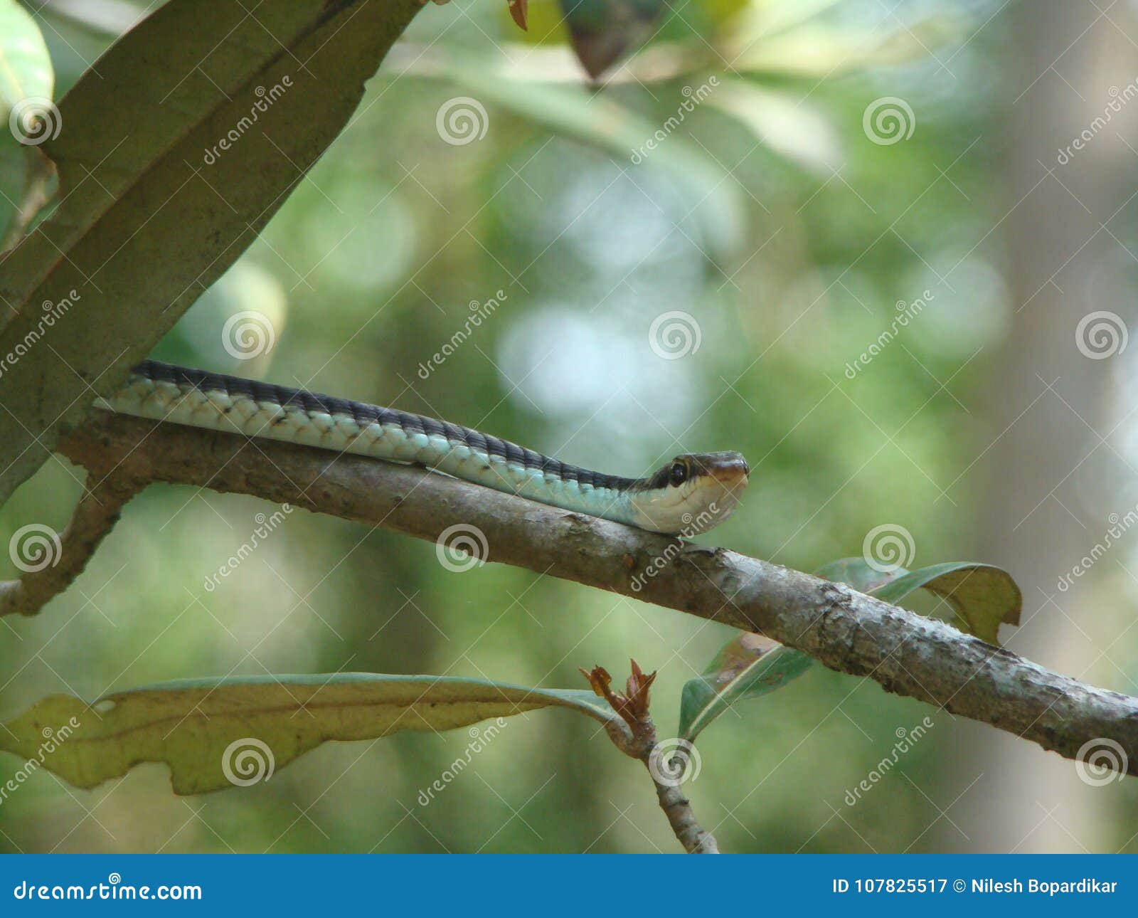 Serpents Rampant Sur Des Branches D'arbre Image stock - Image du inde ...