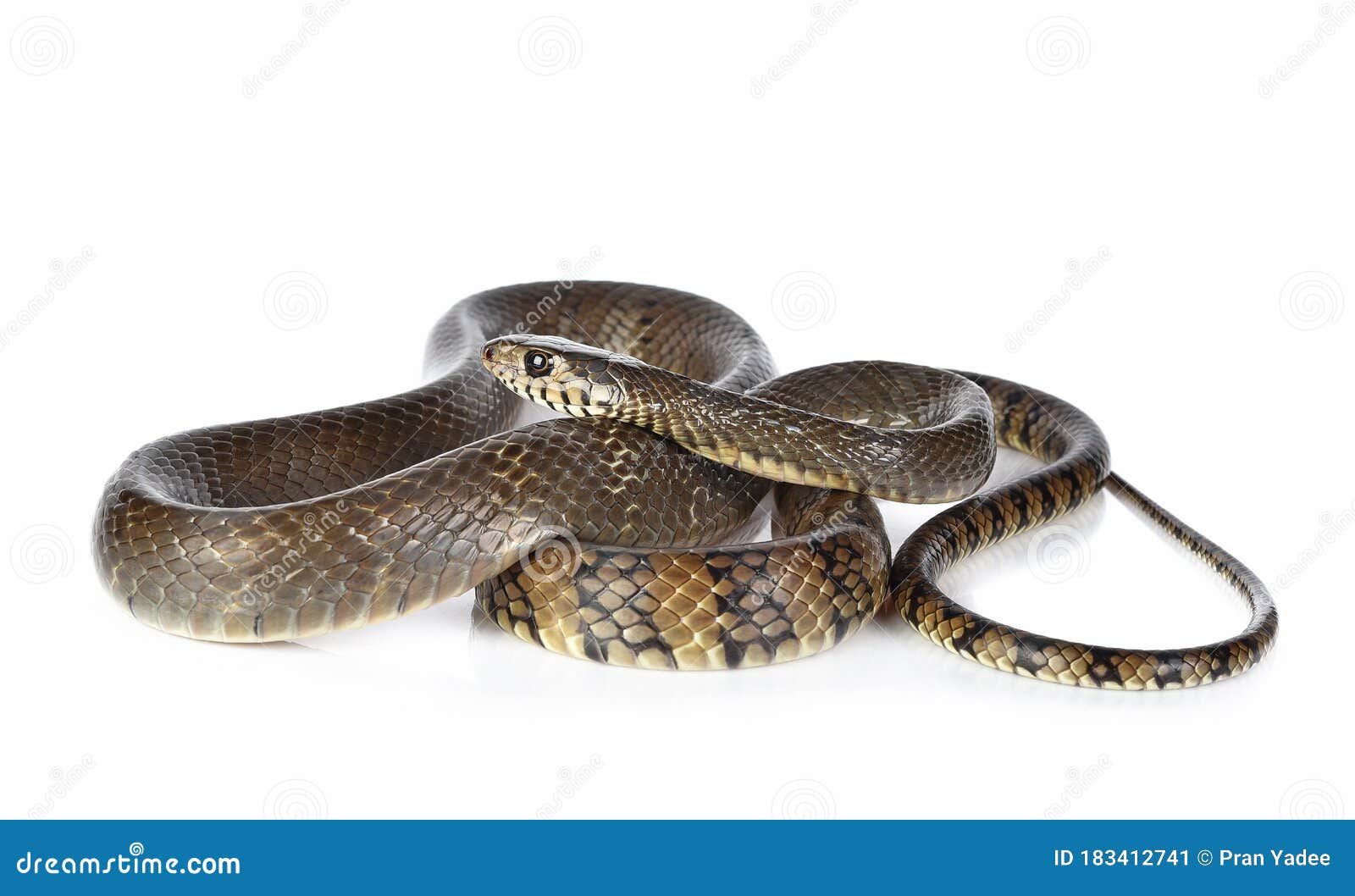 Serpiente Aislada En Fondo Blanco Imagen de archivo - Imagen de ...