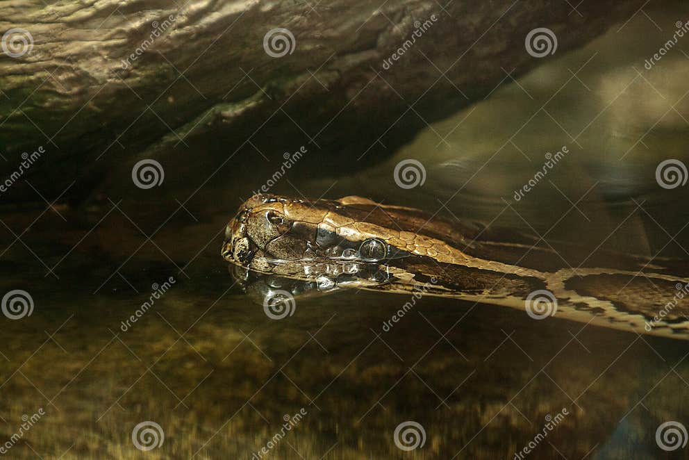 Serpiente Birmana Del Bivittatus De Python Del Pitón Imagen de archivo - Imagen de animal ...