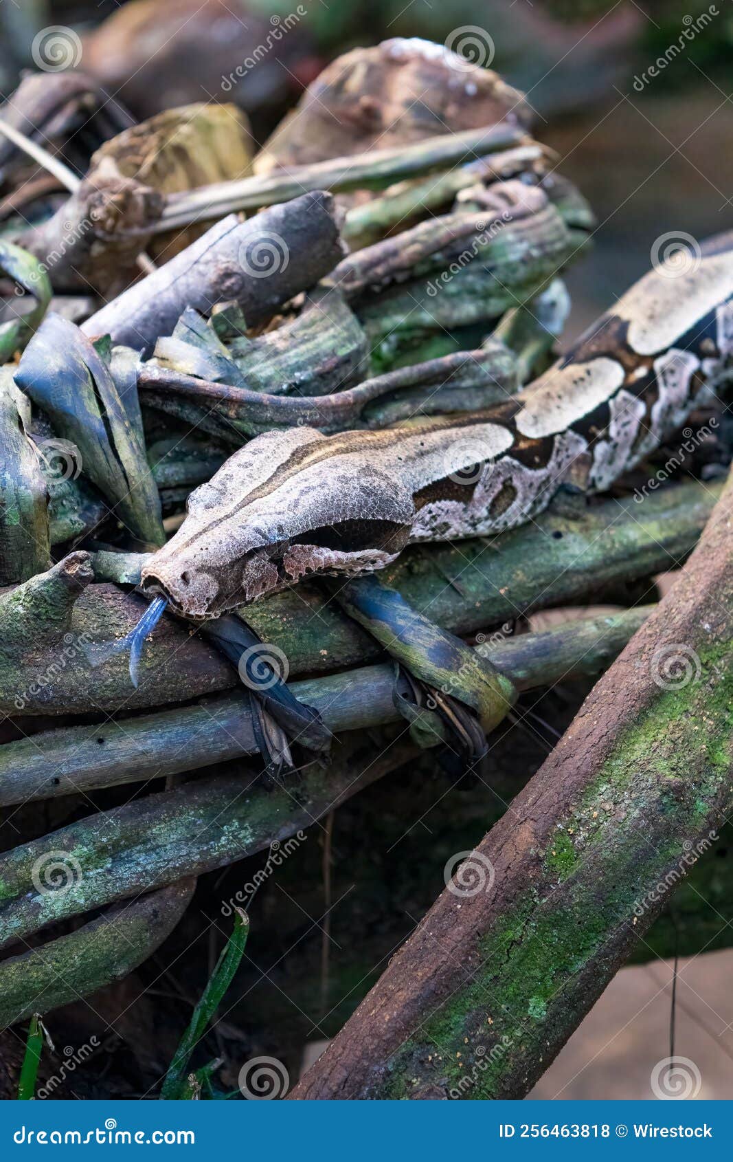 Serpiente Boa Constrictor En Un Parque En Brasil Foto de archivo ...