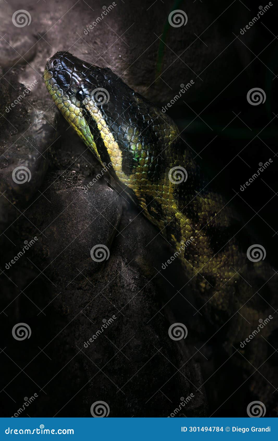 Serpiente Bosera De Anaconda Verde Foto de archivo - Imagen de detalle ...