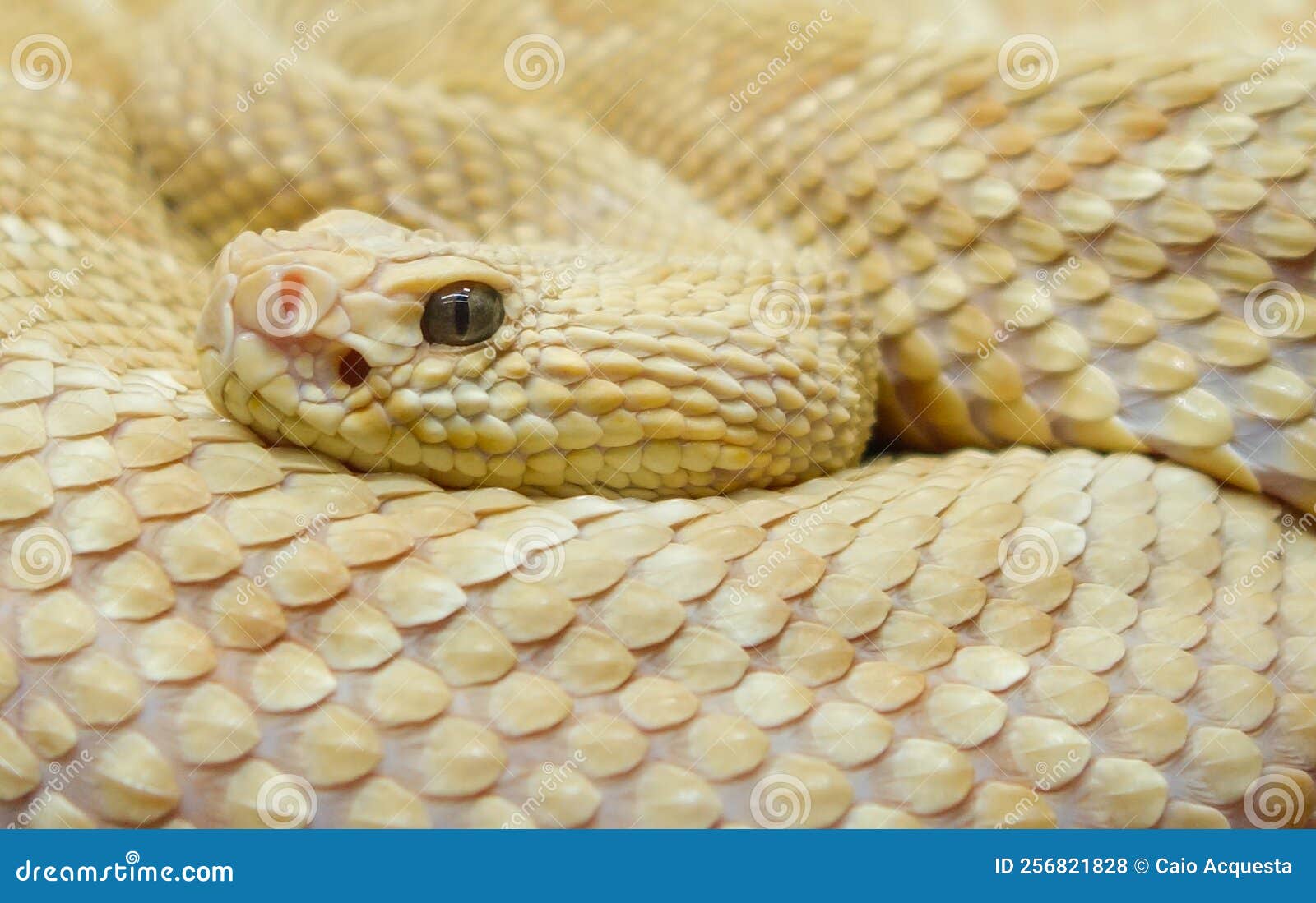 Serpiente Bothrops Insularis Conocida Como Lancehead Dorada. Vista De ...