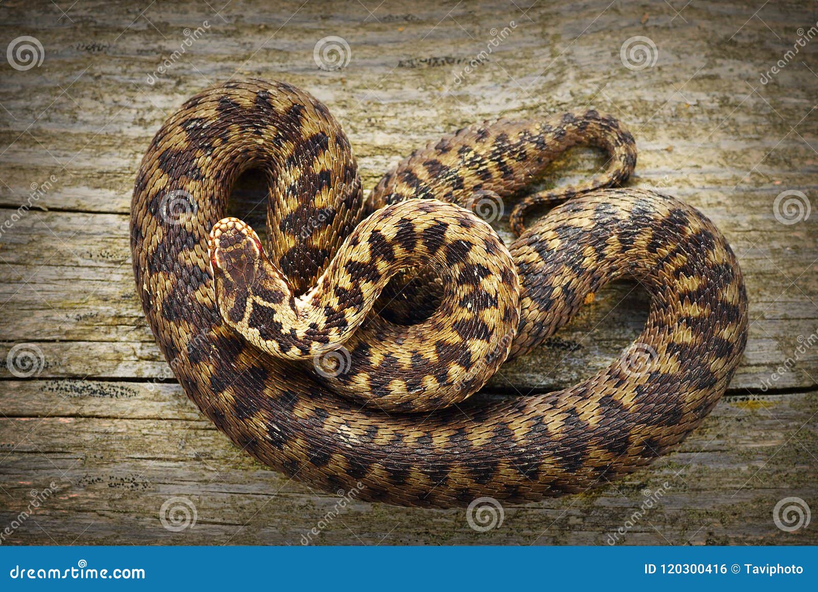 Serpiente Común Integral Que Toma El Sol En Tocón Foto de archivo ...