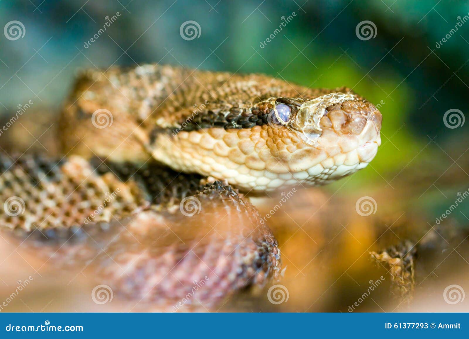 Serpiente De Atrox Del Bothrops Imagen de archivo - Imagen de veneno ...