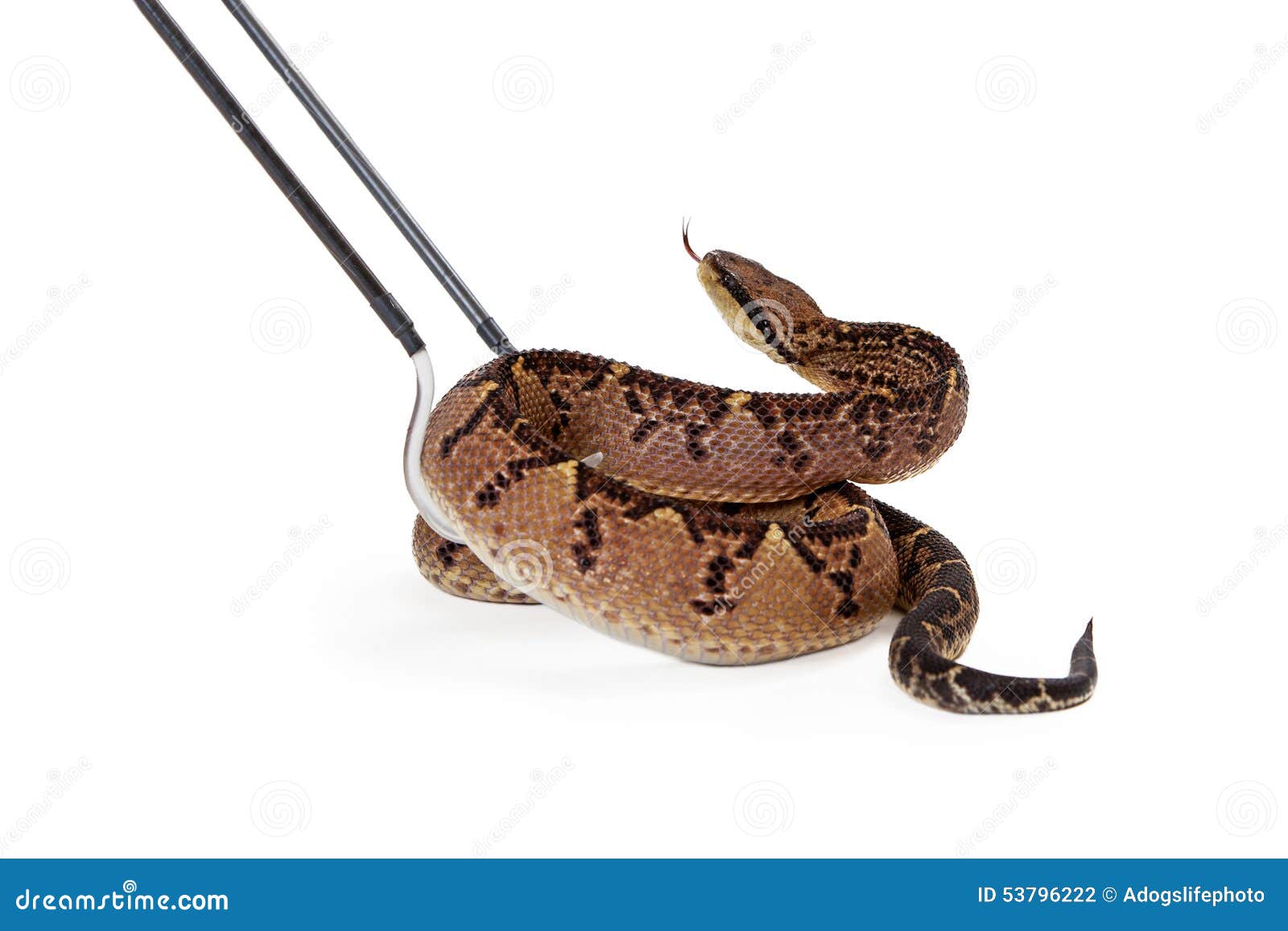 Serpiente De Bushmaster Del Central American Que Es Cogida Foto de archivo - Imagen de animal ...