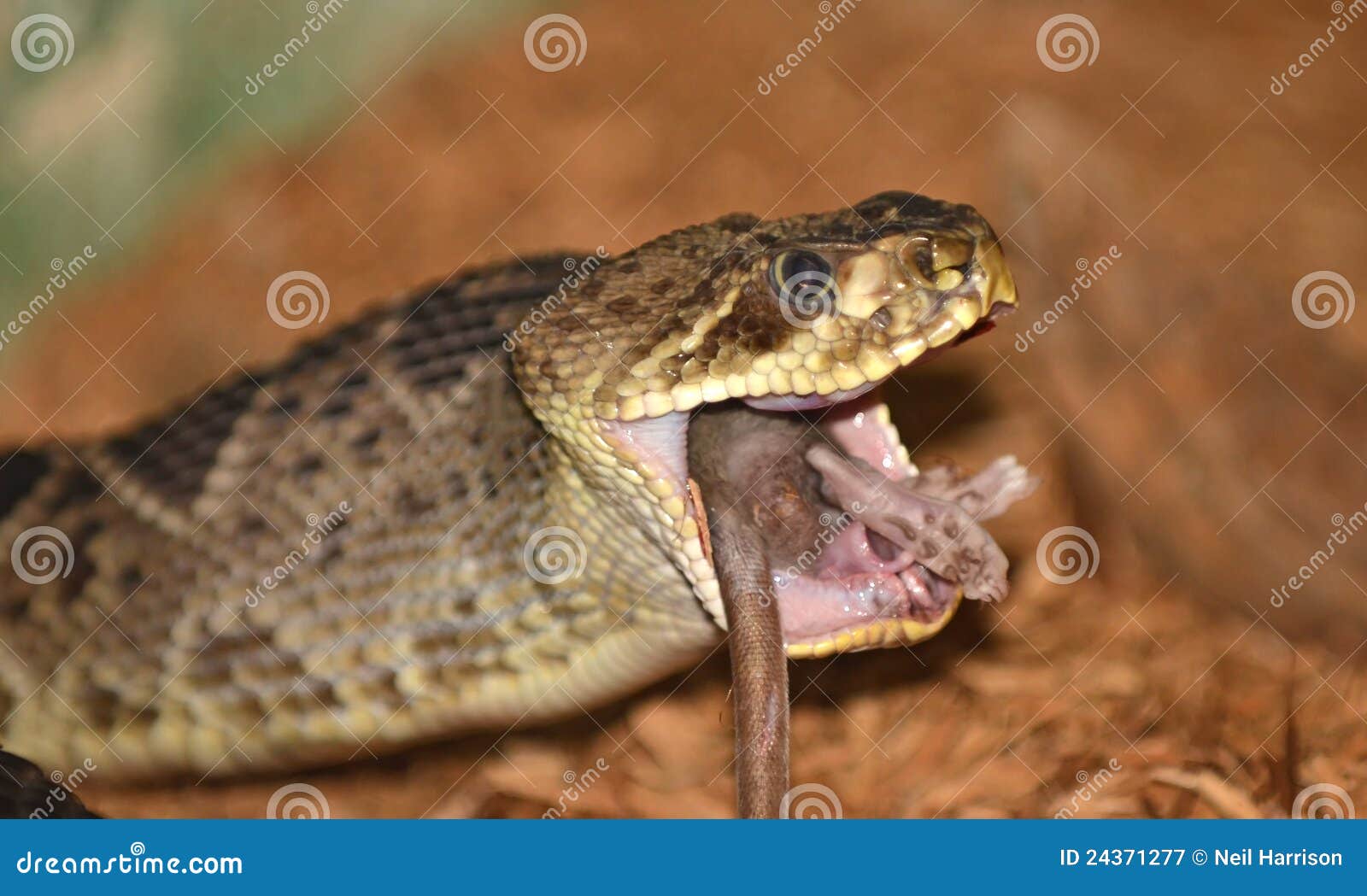 Serpiente de cascabel imagen de archivo. Imagen de alimento - 24371277