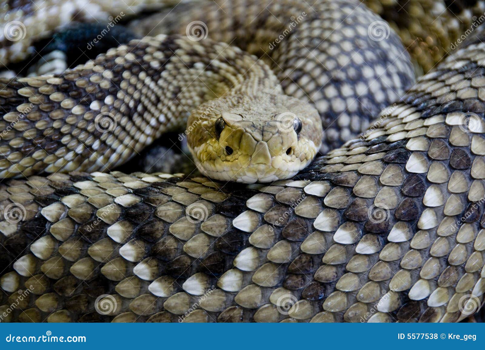 Serpiente de cascabel foto de archivo. Imagen de huelga - 5577538