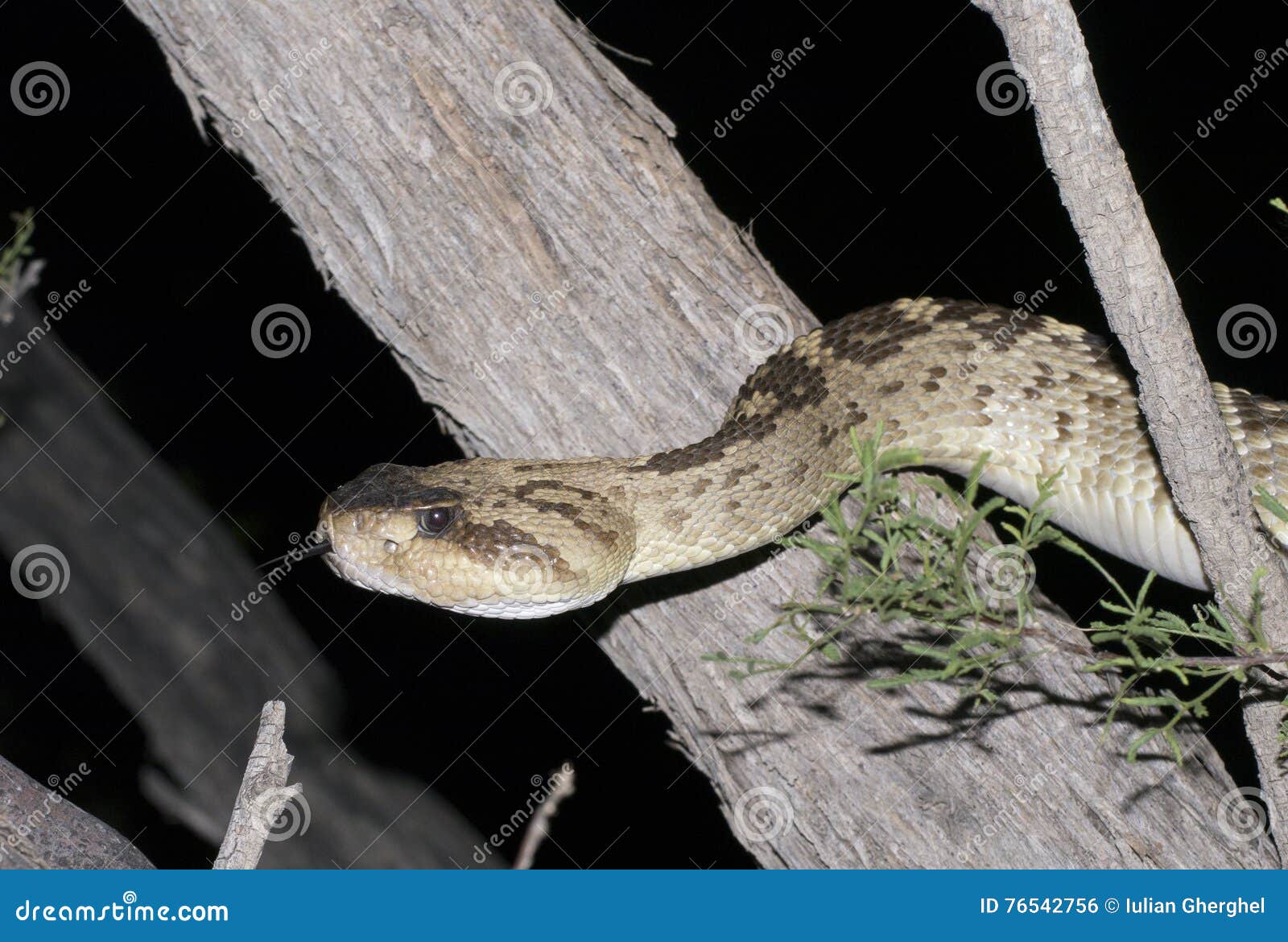 Serpiente De Cascabel De Cola Negra Foto de archivo - Imagen de grande ...