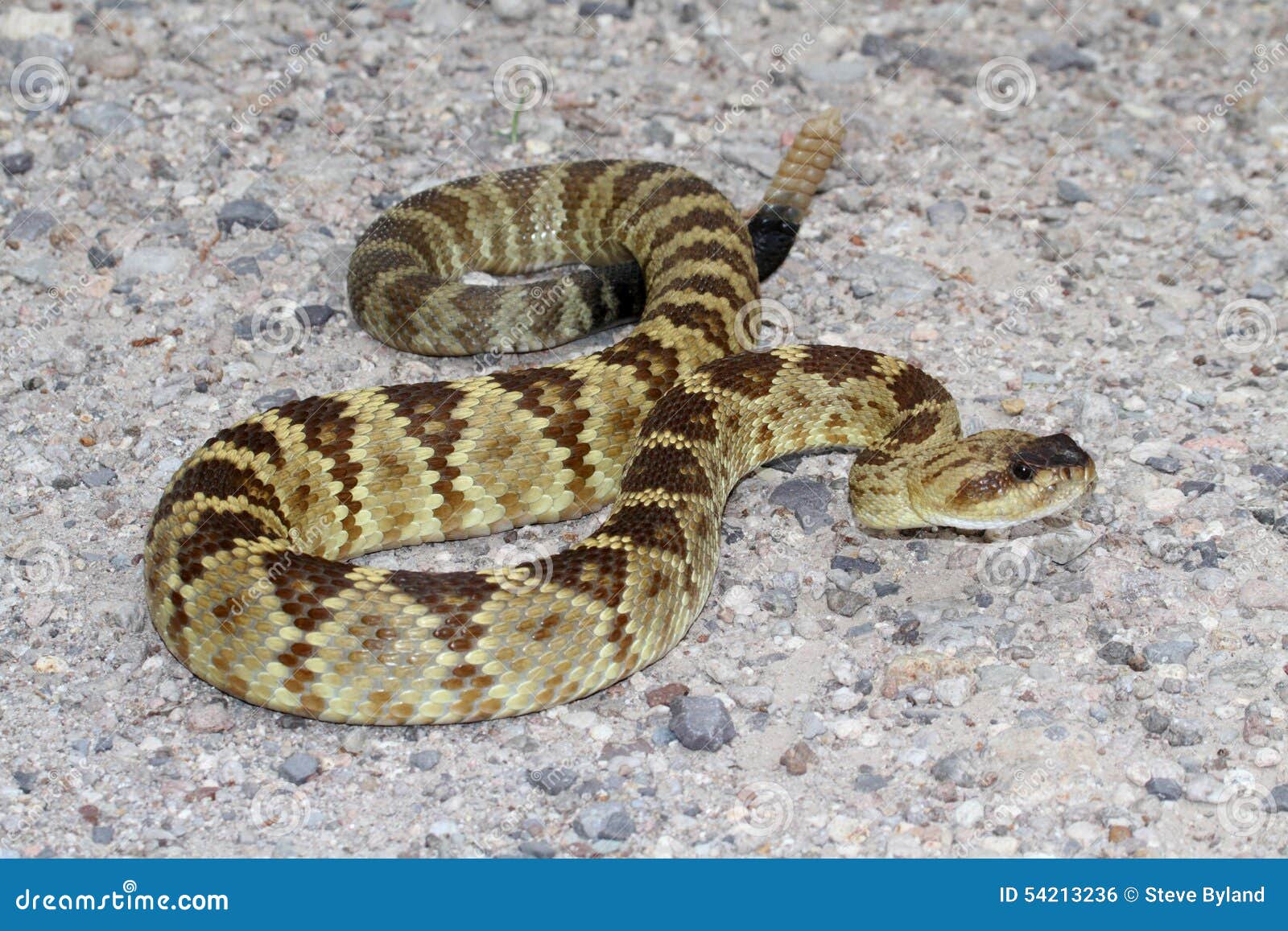 Serpiente De Cascabel De Cola Negra (molossus Del Crotalus) Foto de ...