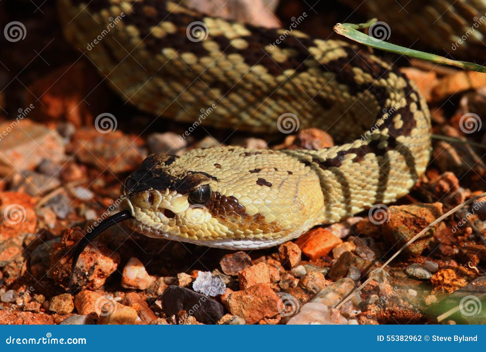 Serpiente De Cascabel De Cola Negra (molossus Del Crotalus) Foto de ...
