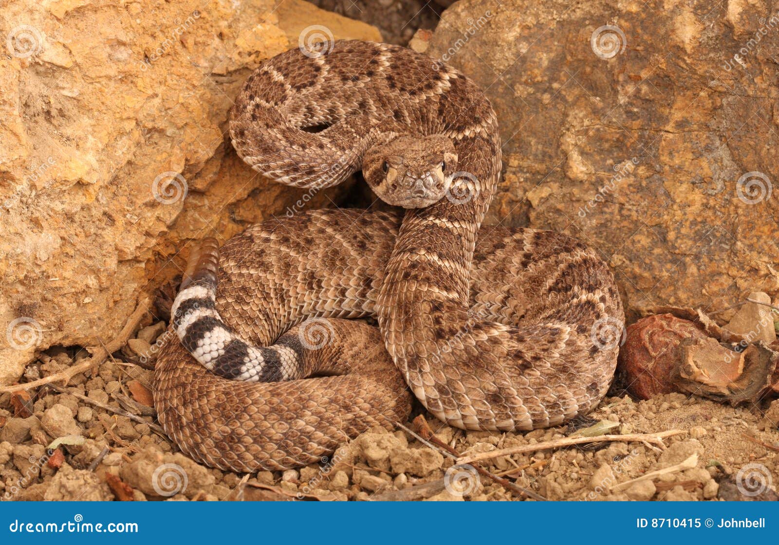 Serpiente De Cascabel De Diamondback Occidental (atrox Del Crotalus ...