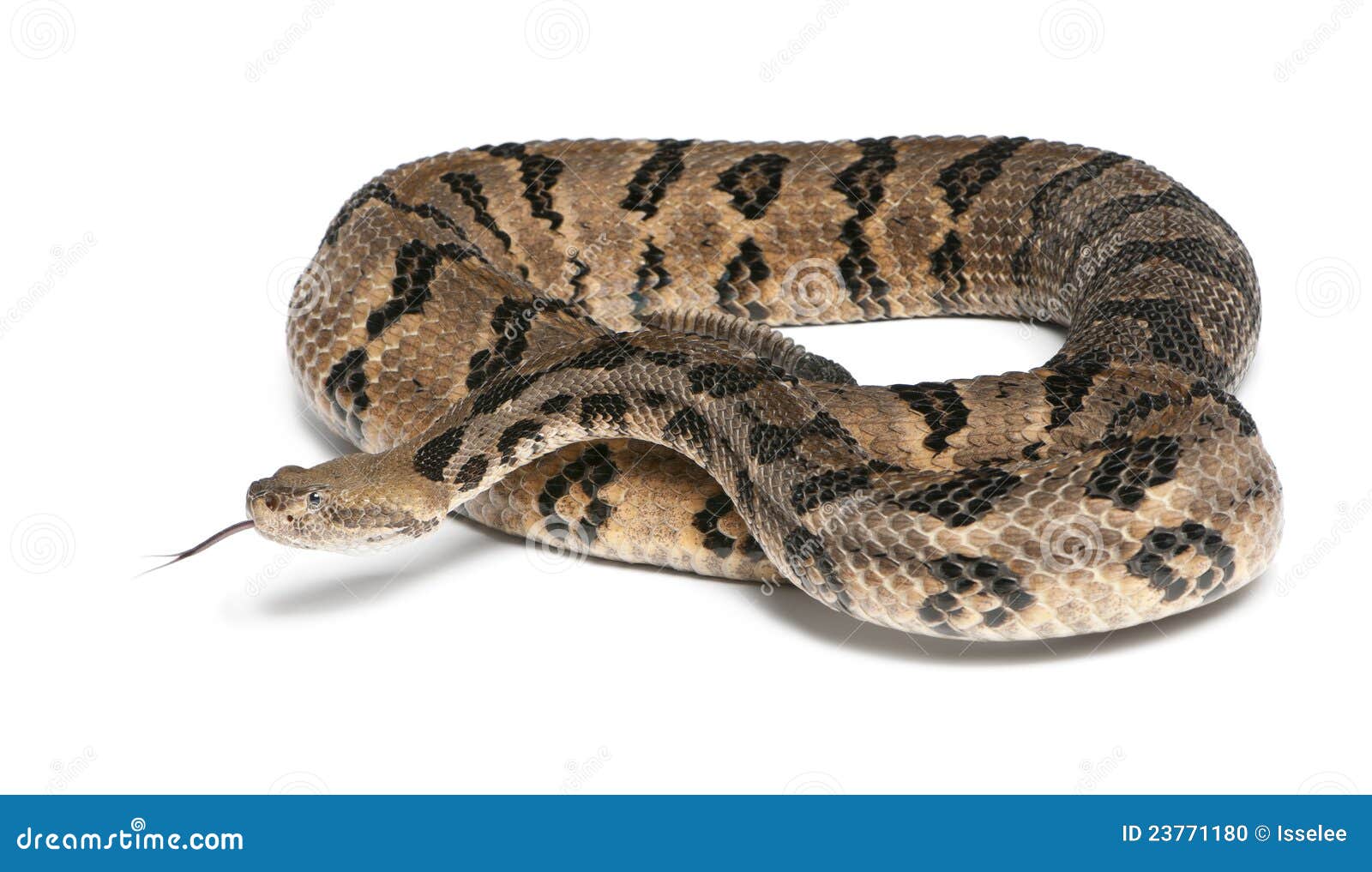 Serpiente De Cascabel De Madera Foto de archivo - Imagen: 23771180