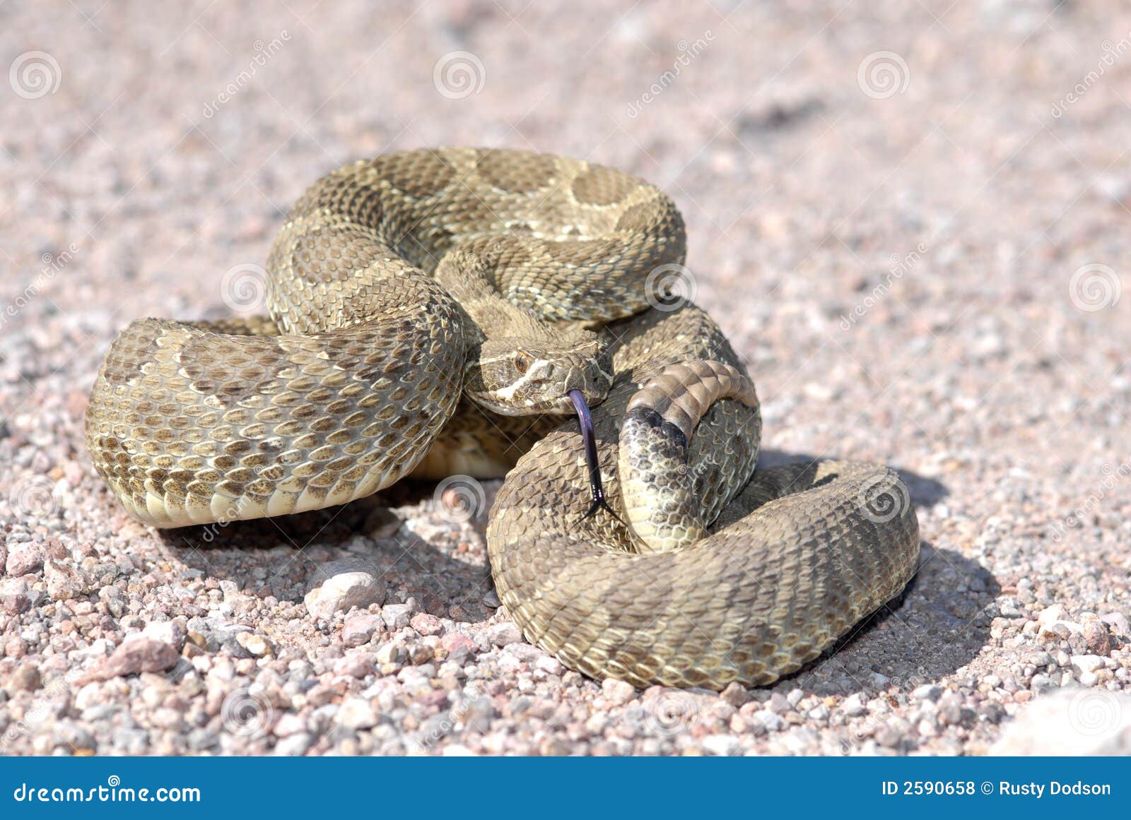 Serpiente De Cascabel De Mojave De Arizona Foto de archivo - Imagen de ...